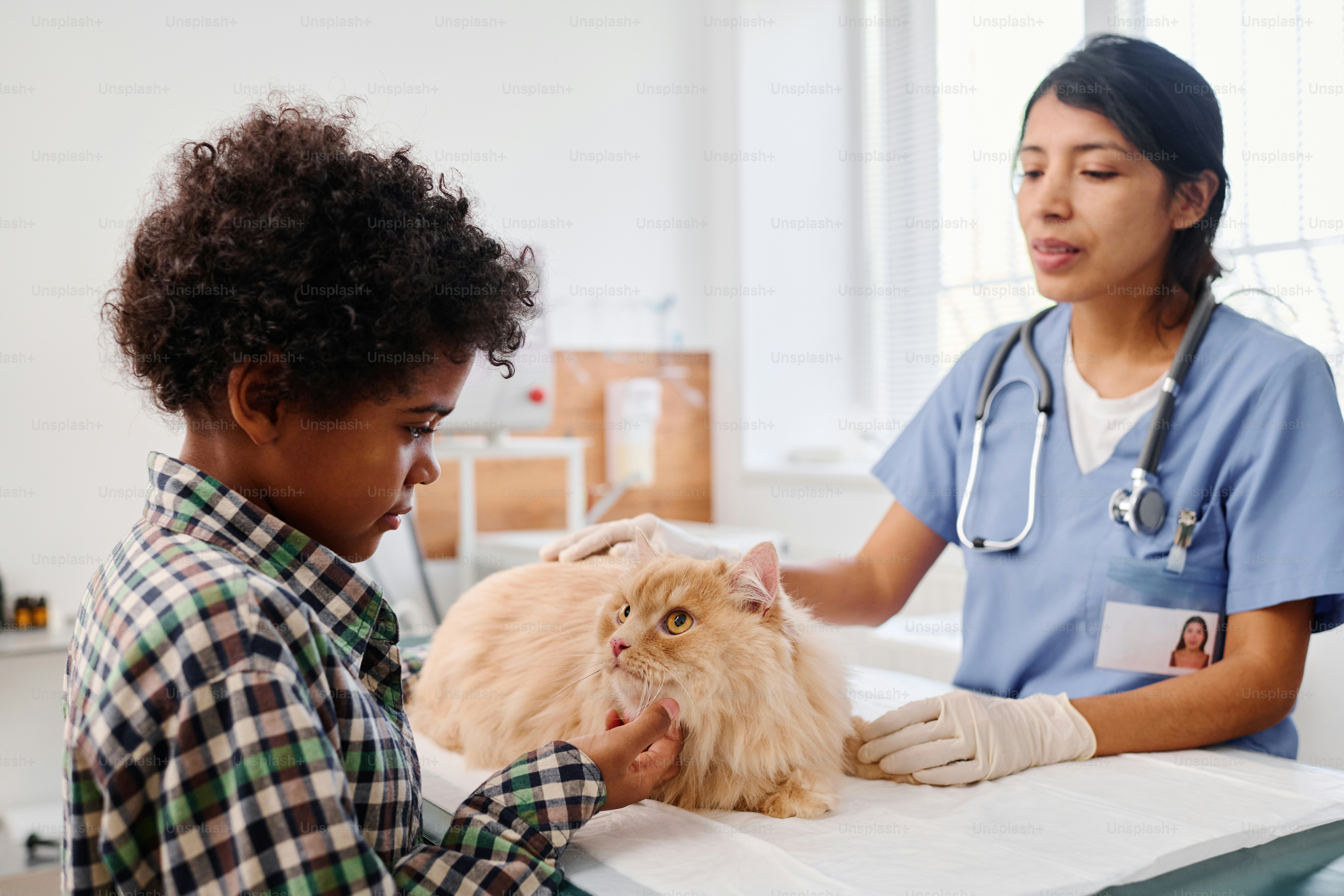 Preteen Black boy scratching chin of his fluffy ginger cat during ...