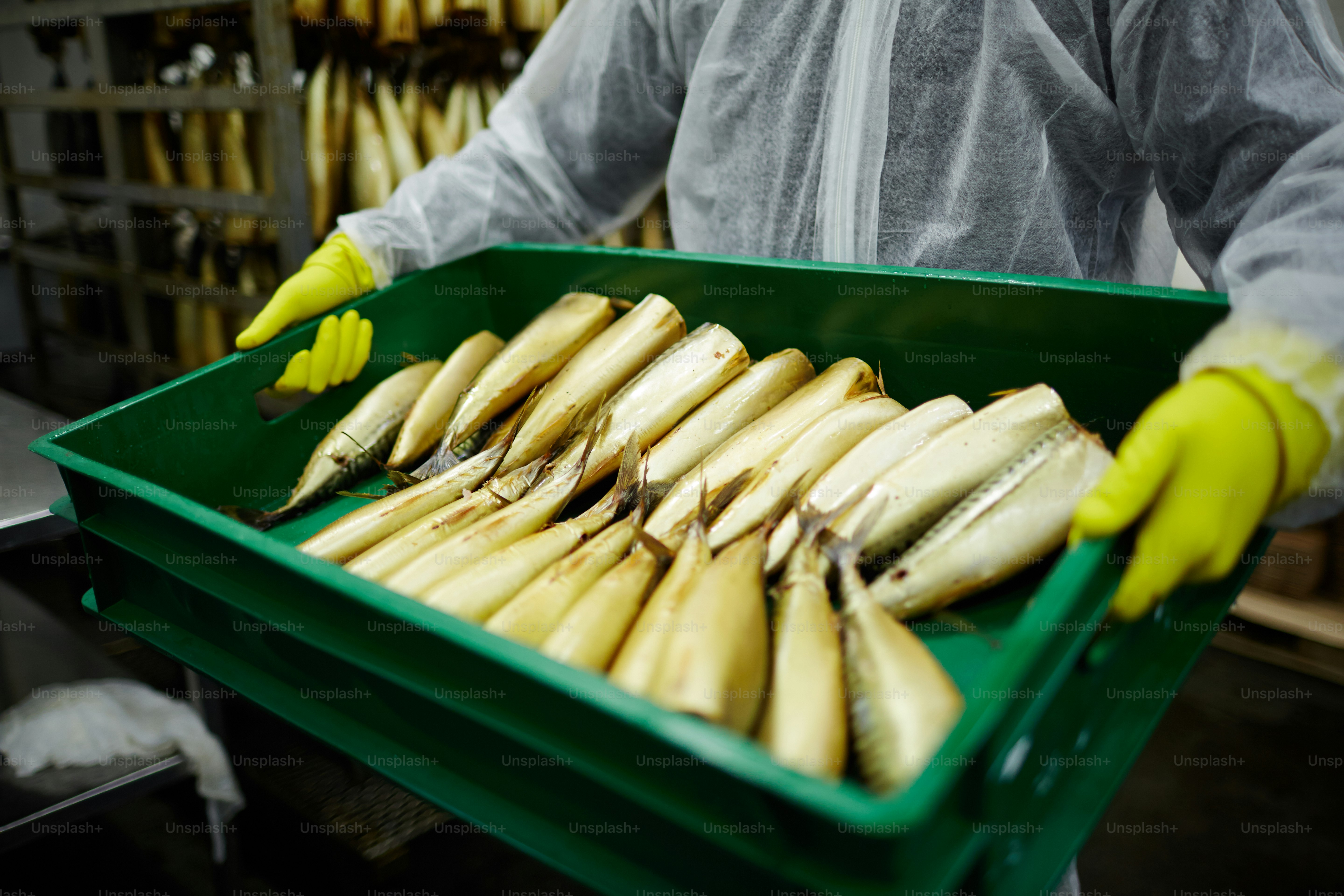 Two rows of smoked fish in plastic box held by load staff during work ...