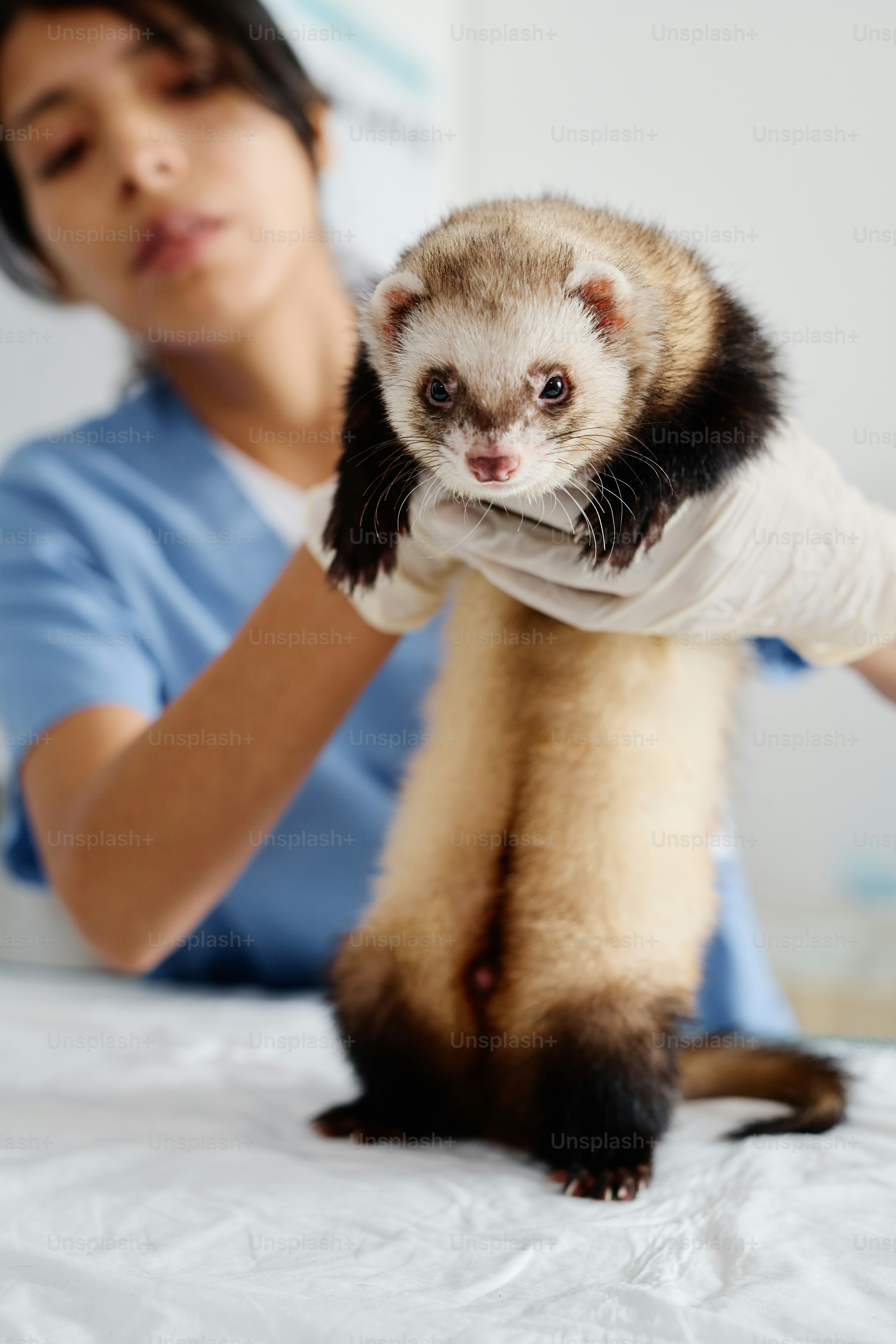 Vertical selective focus shot of Hispanic female professional veterinarian working with ferret ...