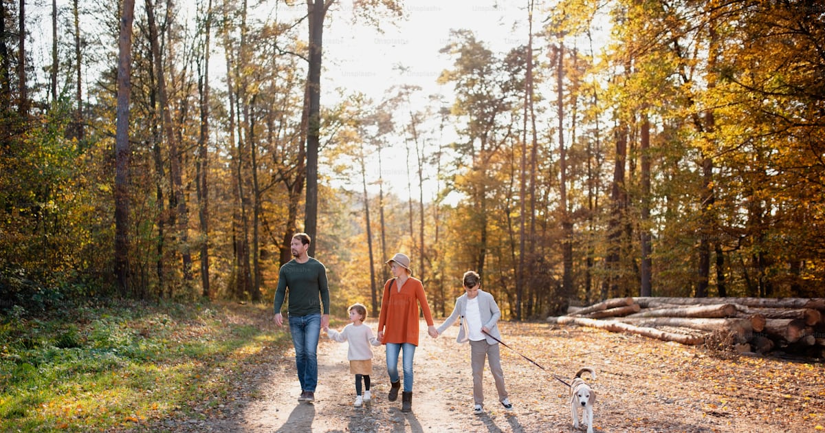 秋の森を散歩し、小さな子供と犬を連れた若い家族の正面図。の写真 木 Unsplashの写真