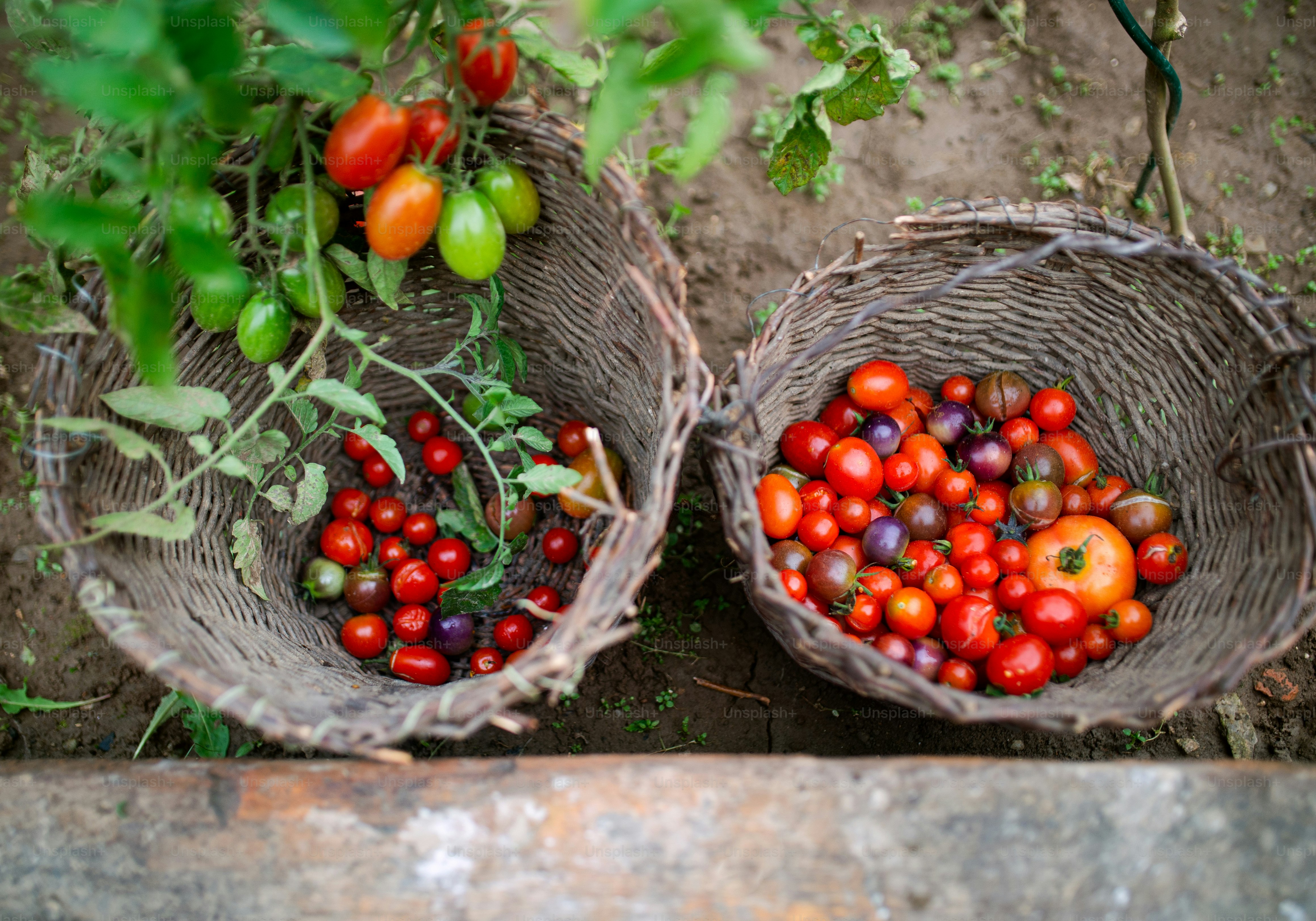 Top view of cherry tomatoes outdoors in garden, sustainable lifestyle ...