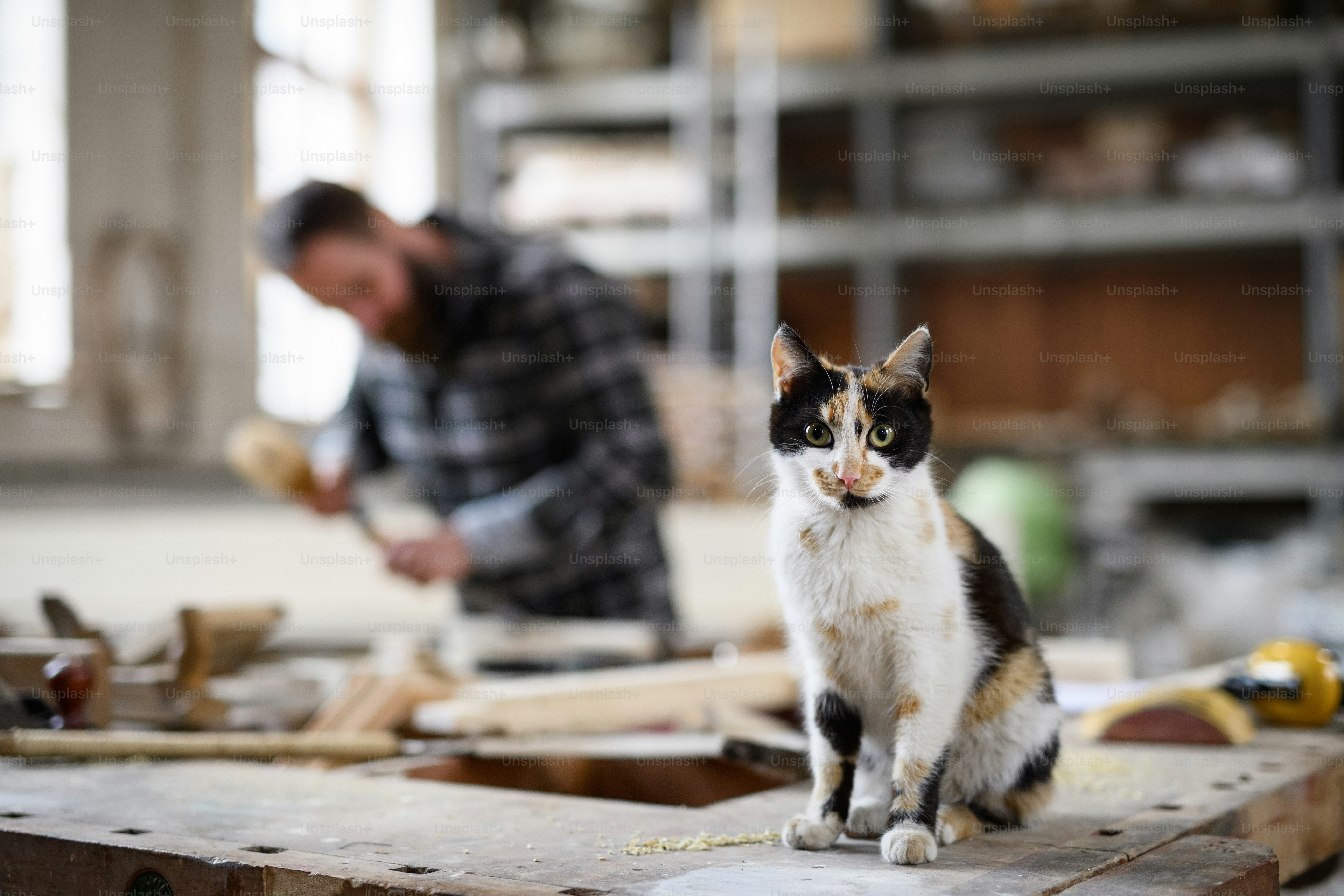 A cat sitting on work table and looking at camera indoors in carpentry ...
