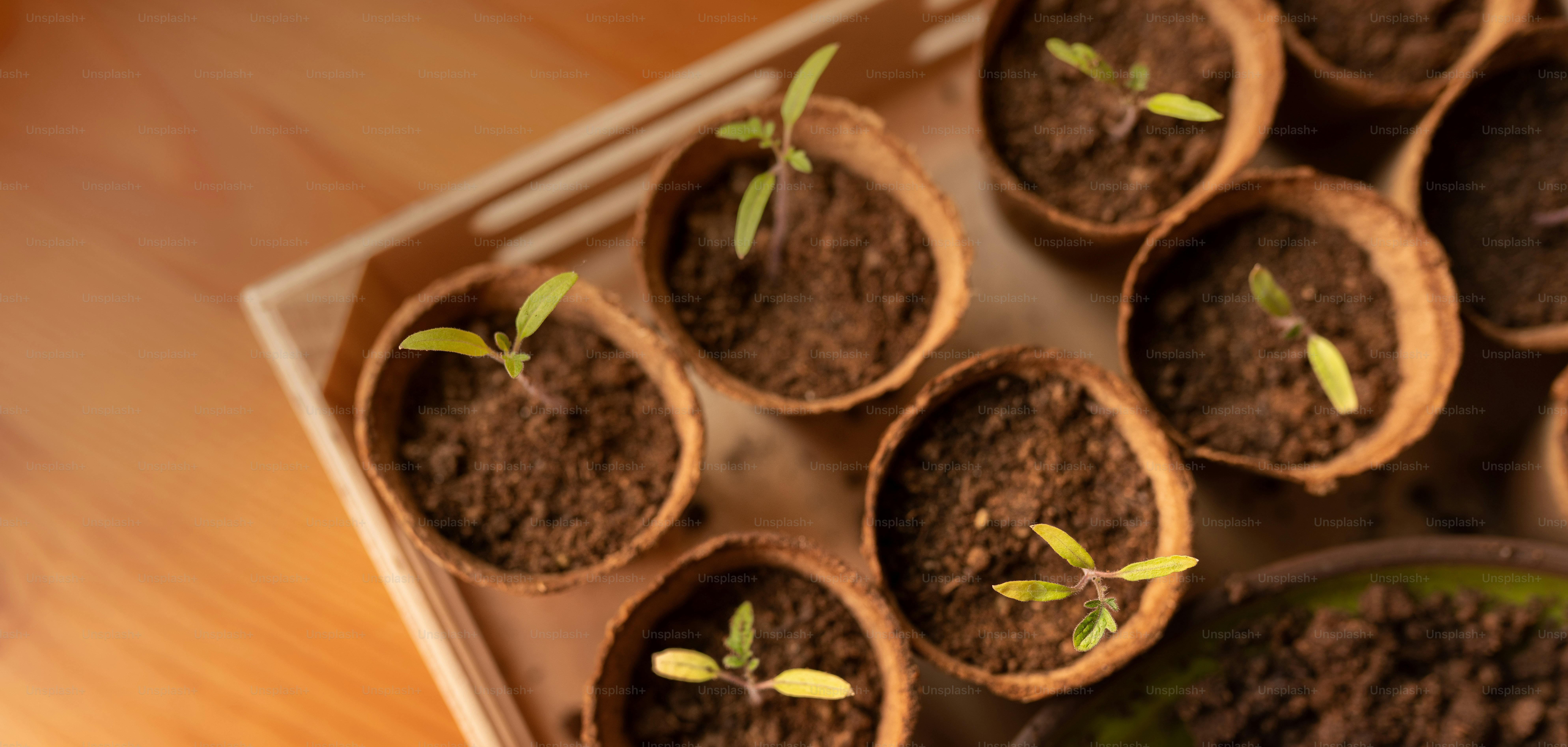 Young fresh seedlings growing in a biodegradable pot, home gardening ...
