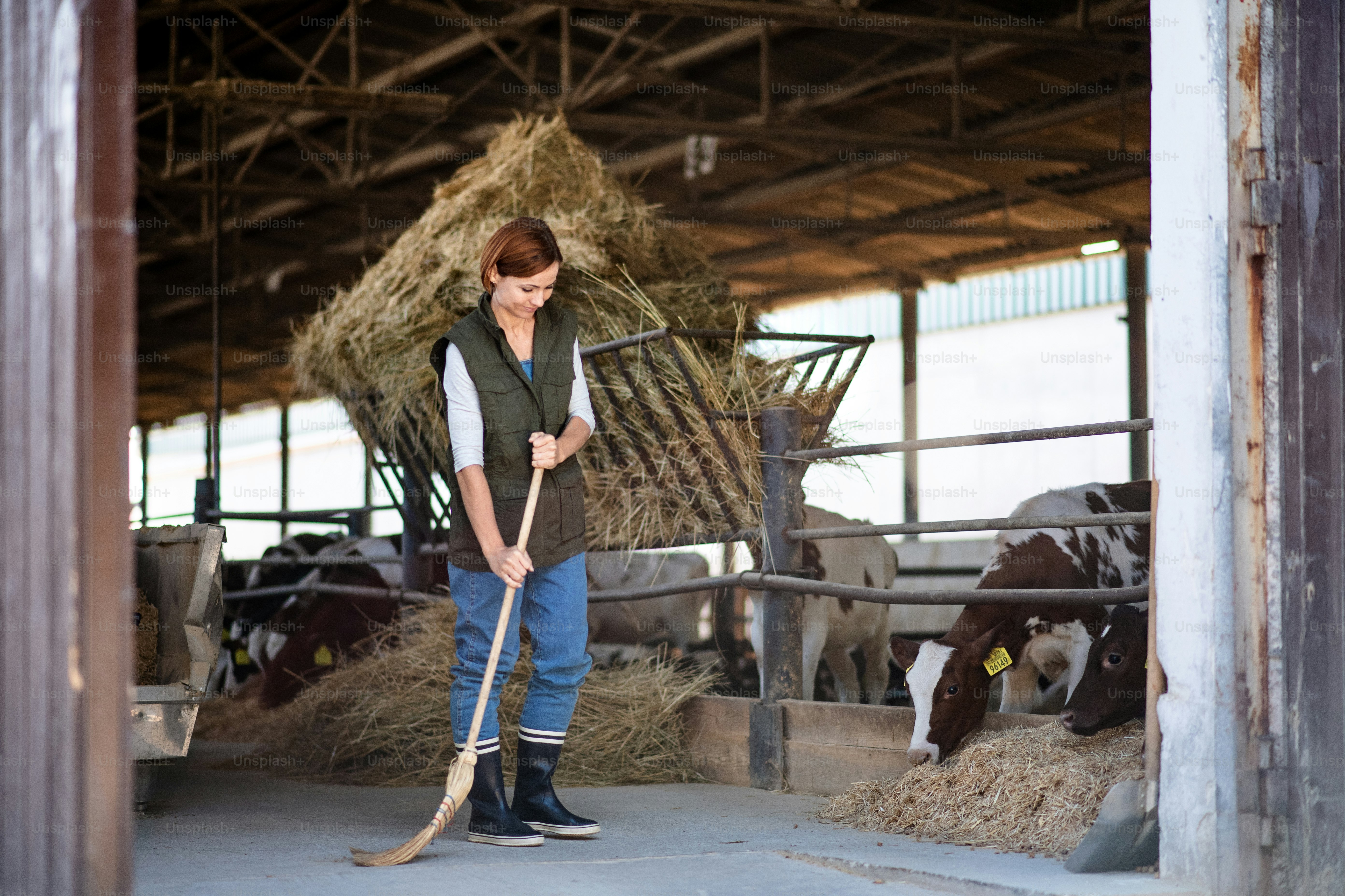 A woman worker working on diary farm, agriculture industry. photo ...