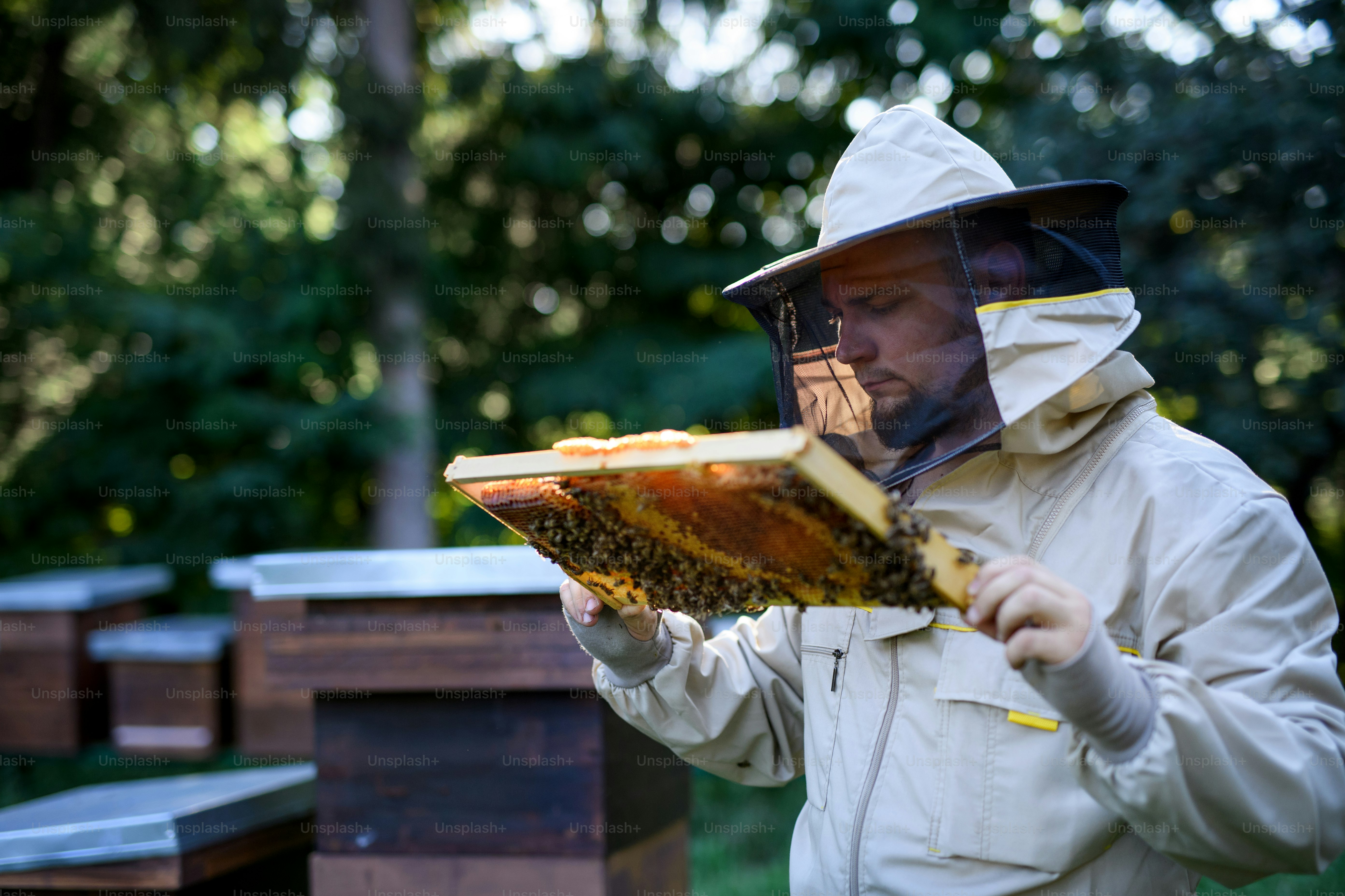 A portrait of man beekeeper working in apiary, using bee smoker. photo ...