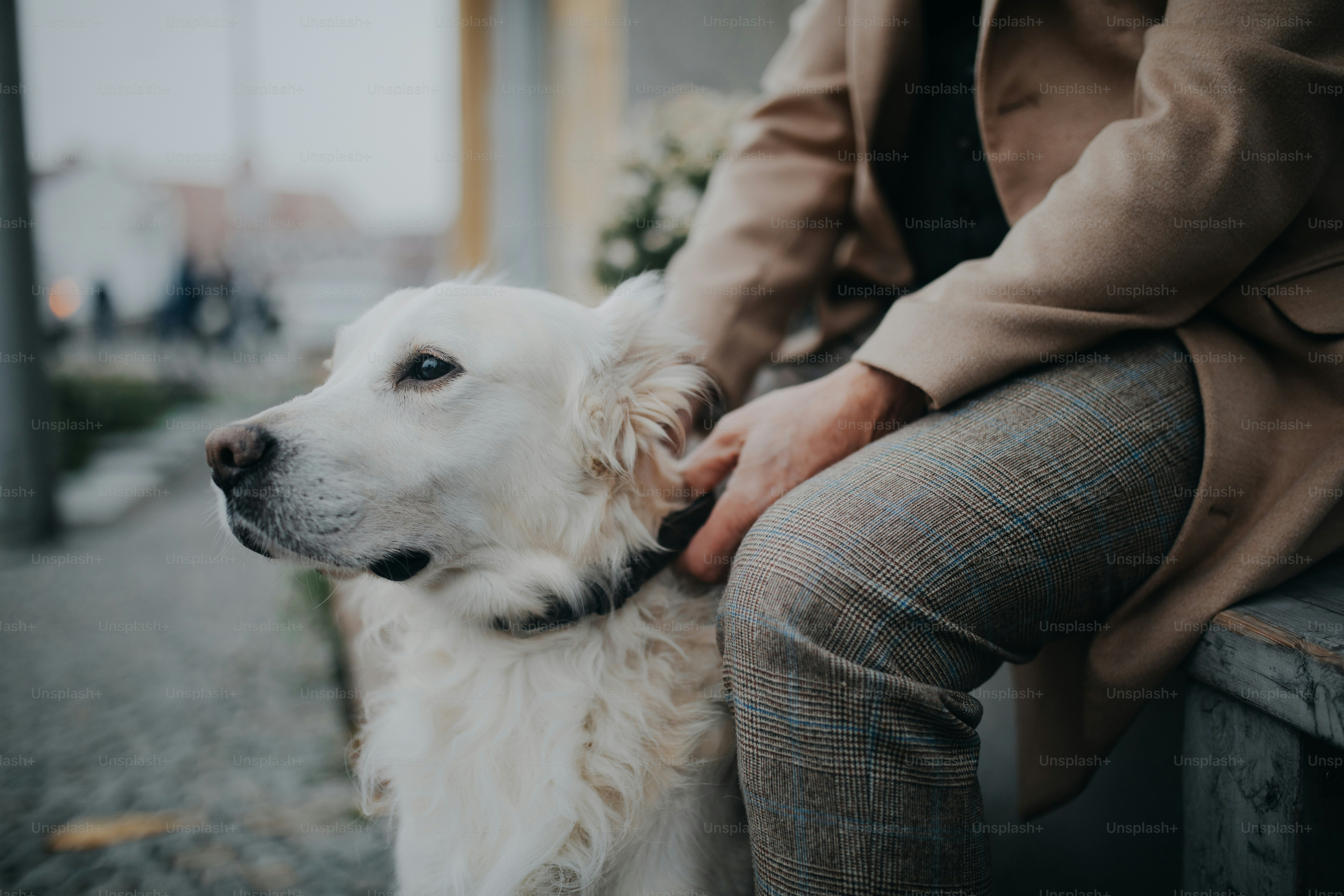 A happy senior man sitting on bench and resting during dog walk ...