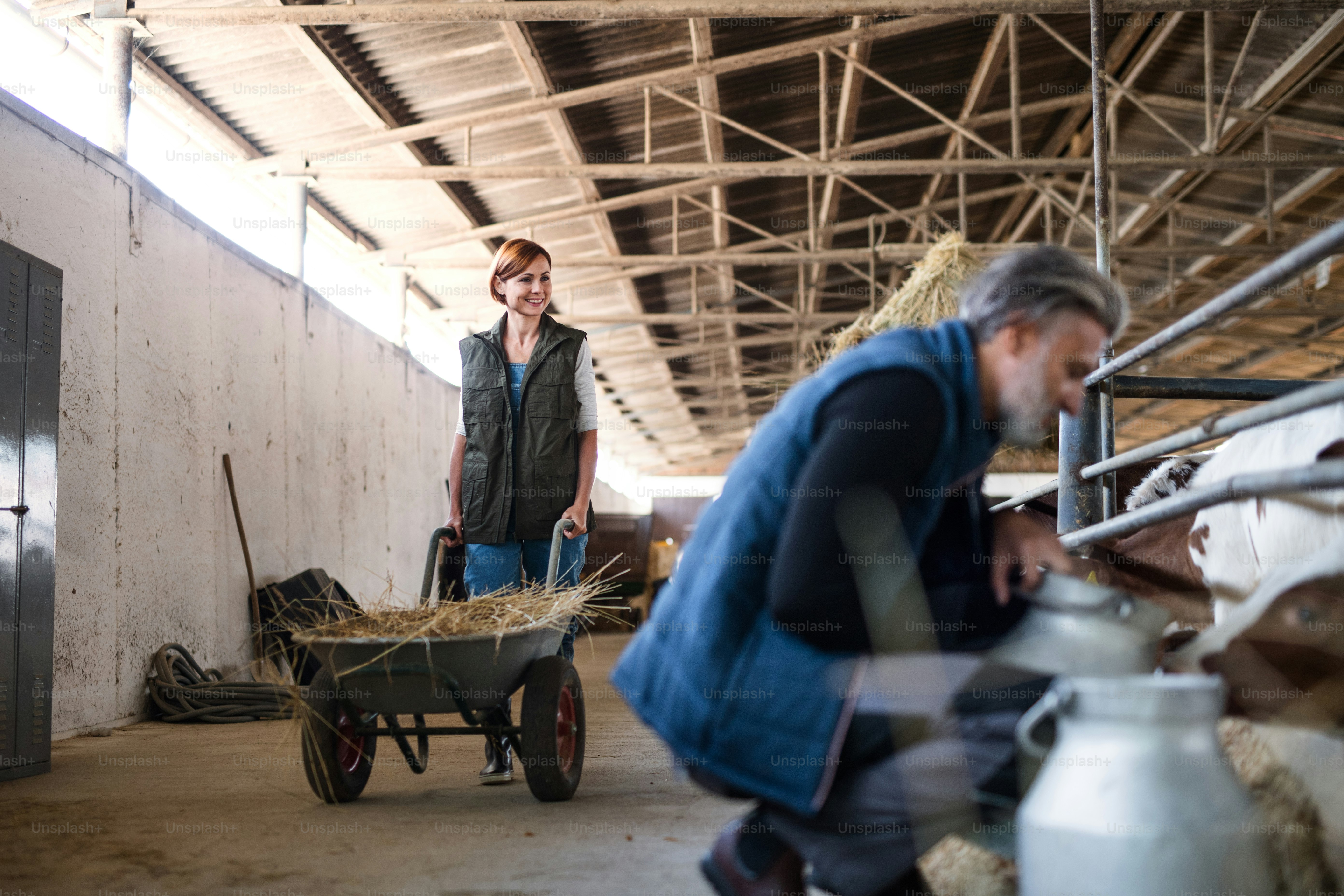 Man and woman workers working on a diary farm, agriculture industry ...