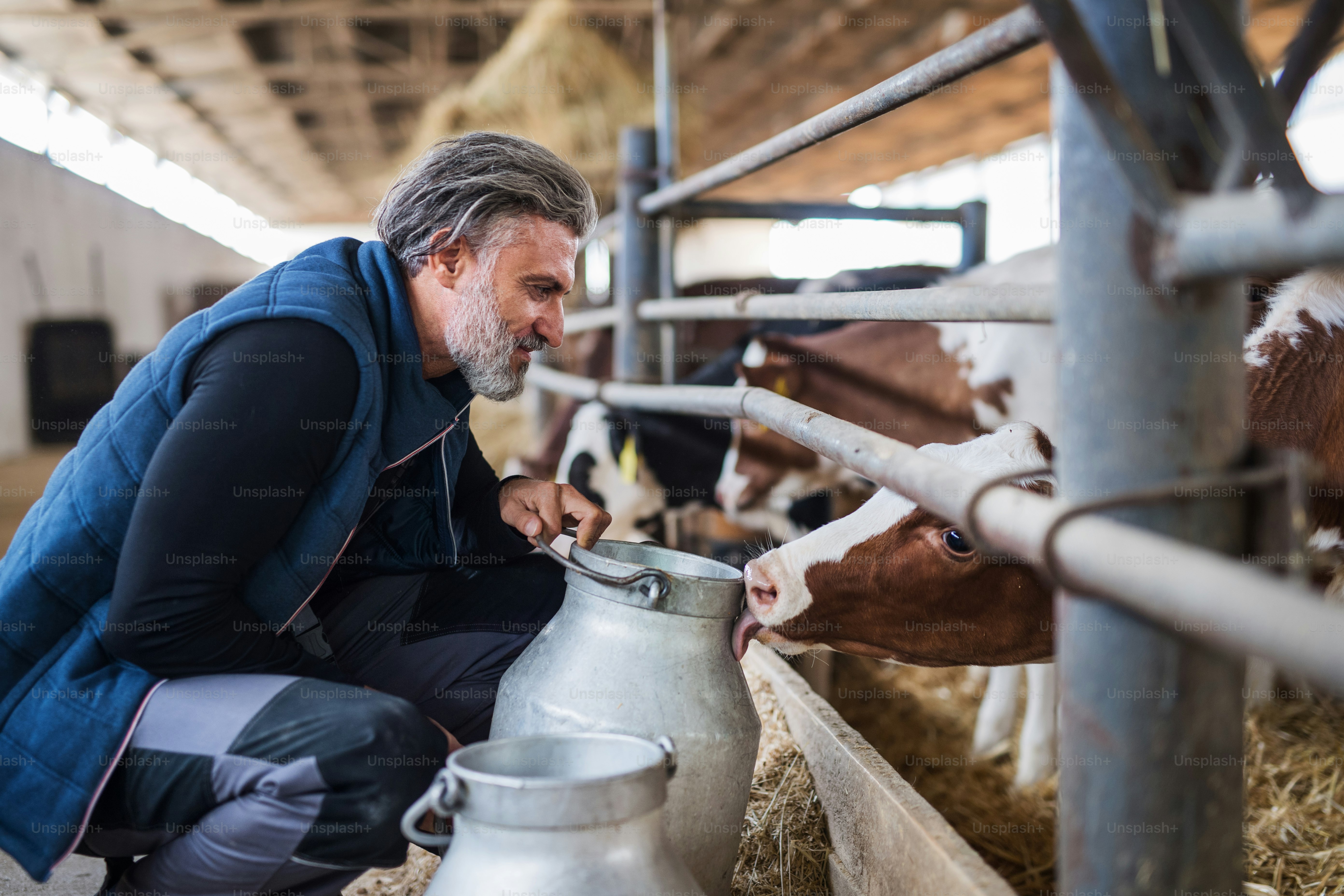 A mature man worker working on diary farm, agriculture industry. photo ...