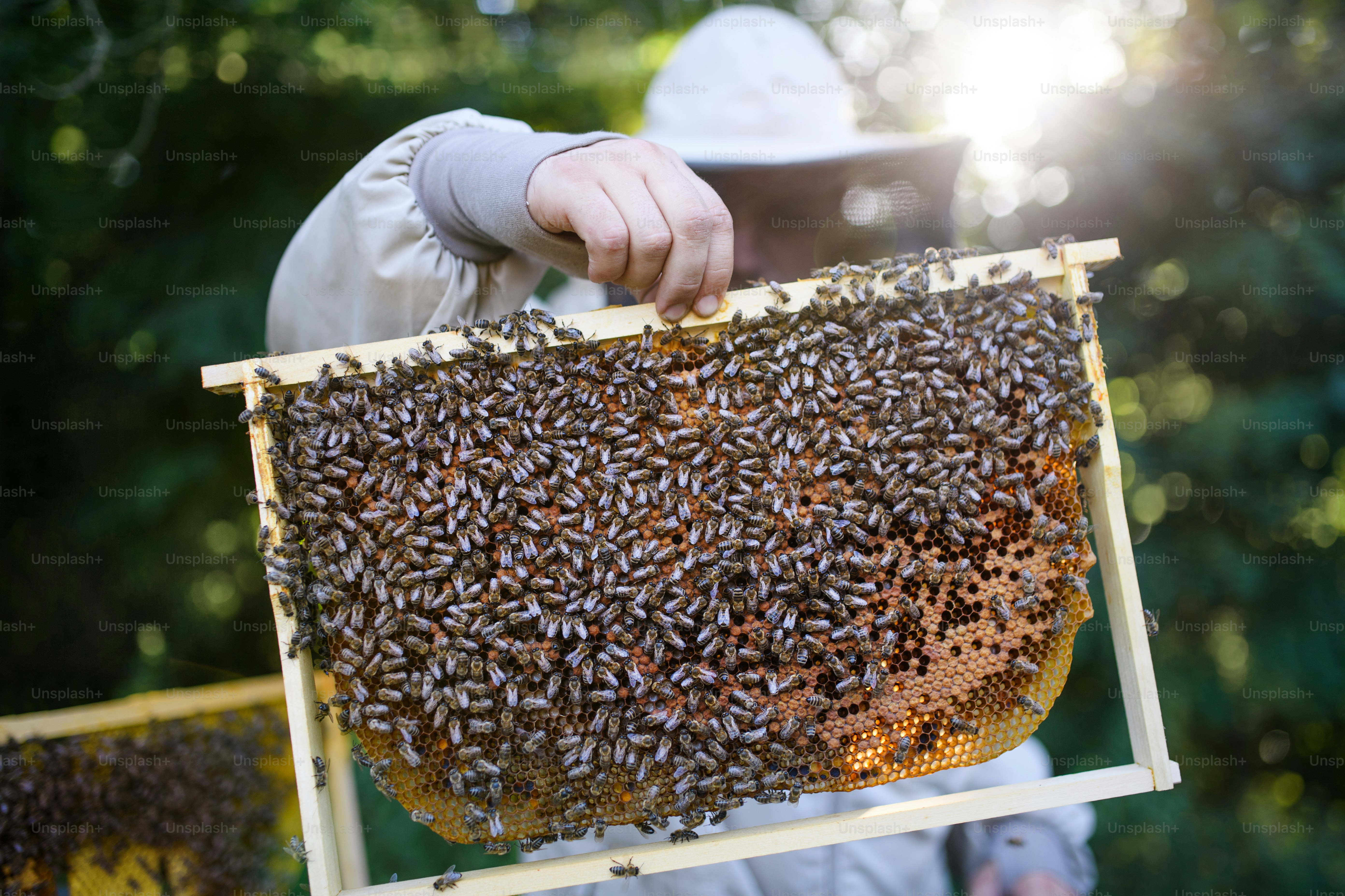 Portrait of man beekeeper holding honeycomb frame full of bees in ...