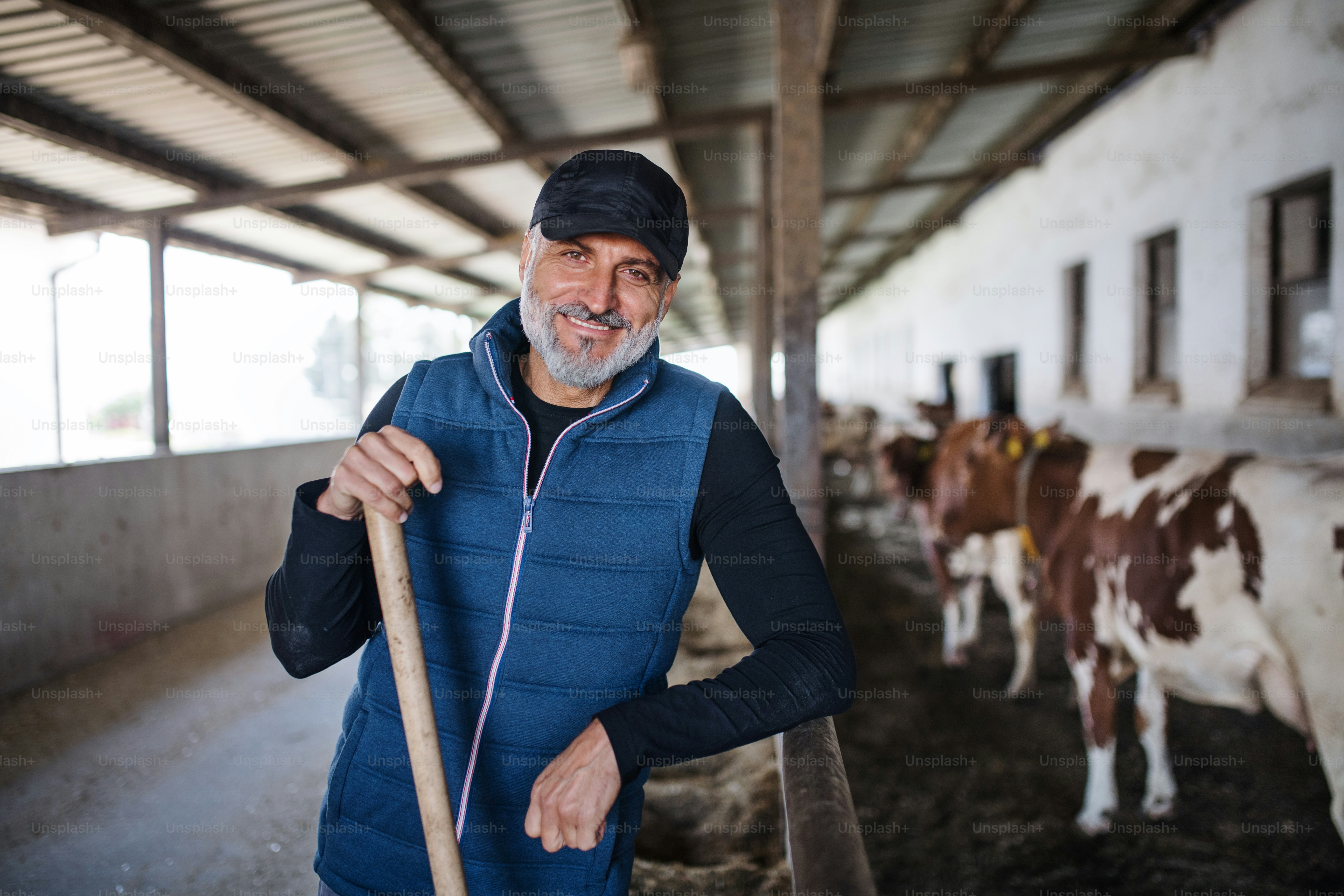 A mature man worker working on diary farm, agriculture industry. photo ...