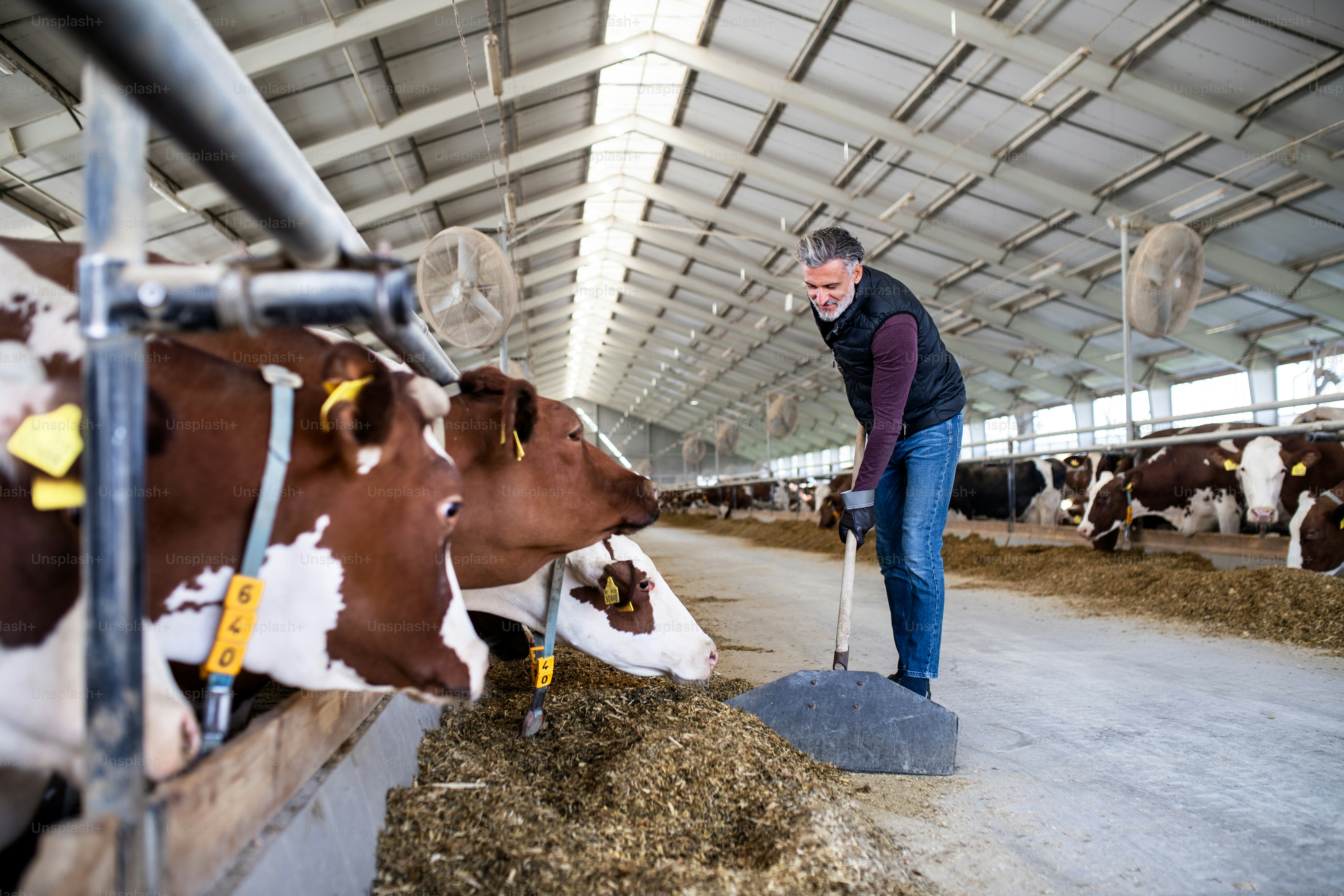 A mature man worker working on diary farm, agriculture industry. photo ...
