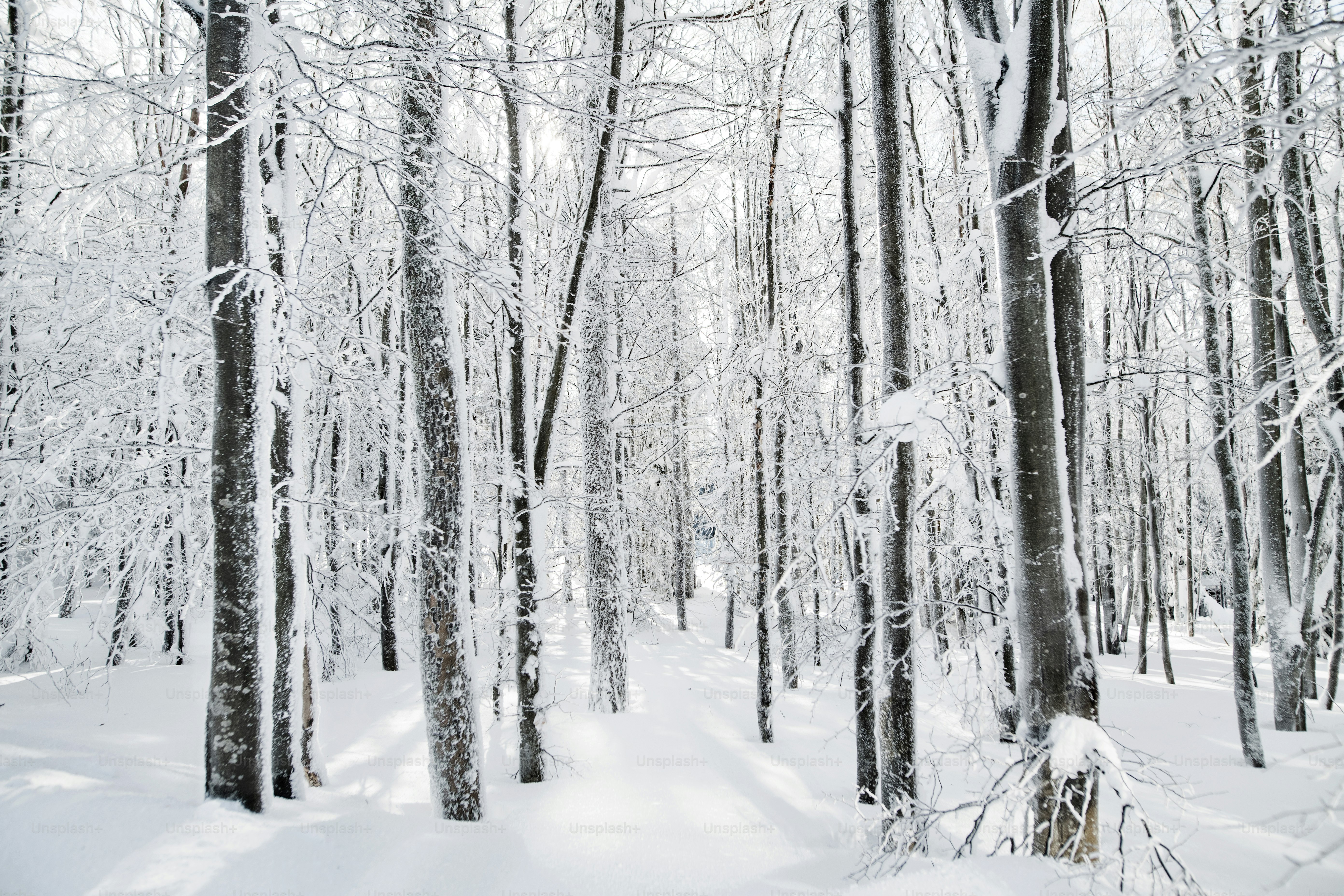 Snow-covered trees in forest in winter. A copy space. photo – Winter ...