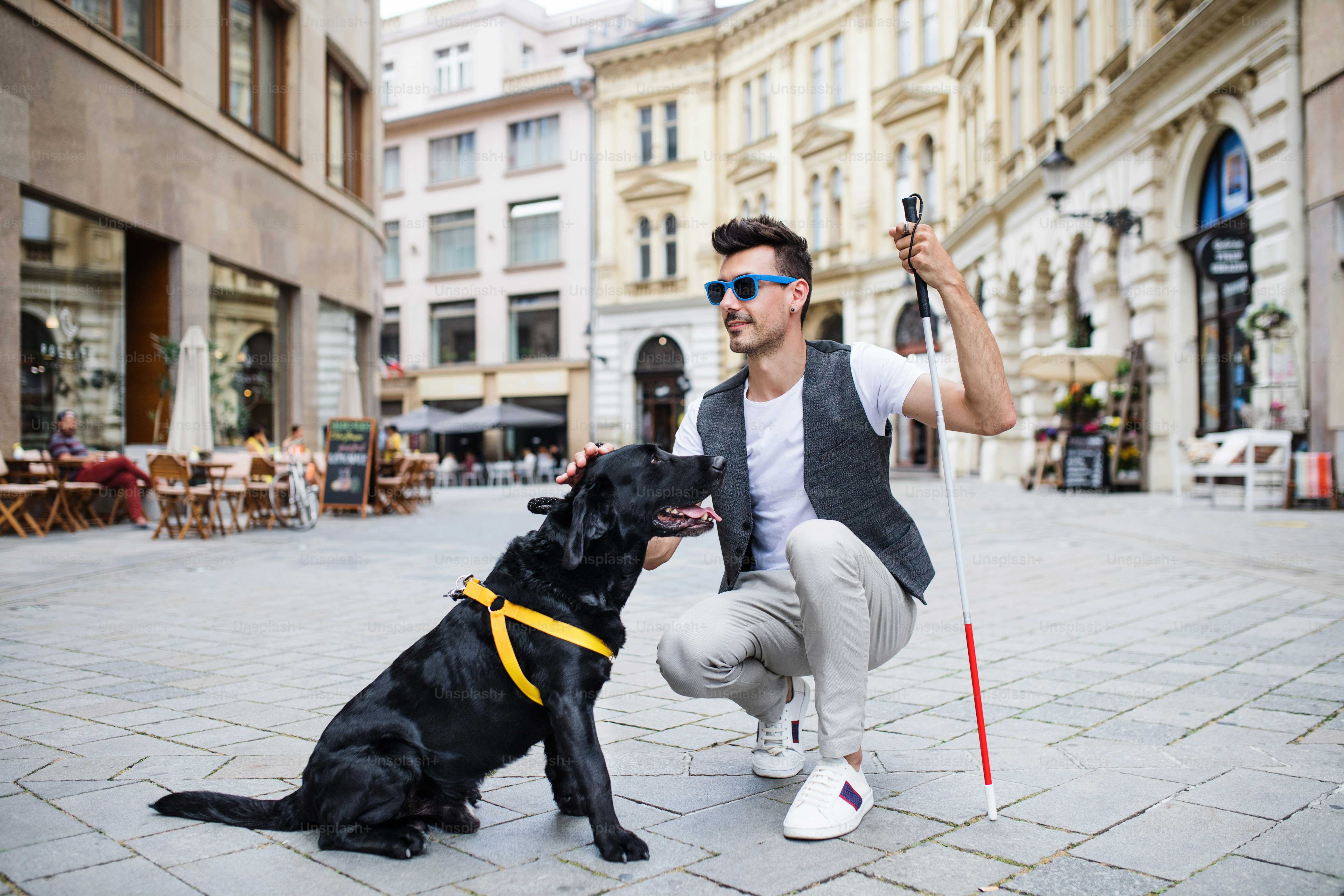 Guide Dog Pictures | Download Free Images on Unsplash