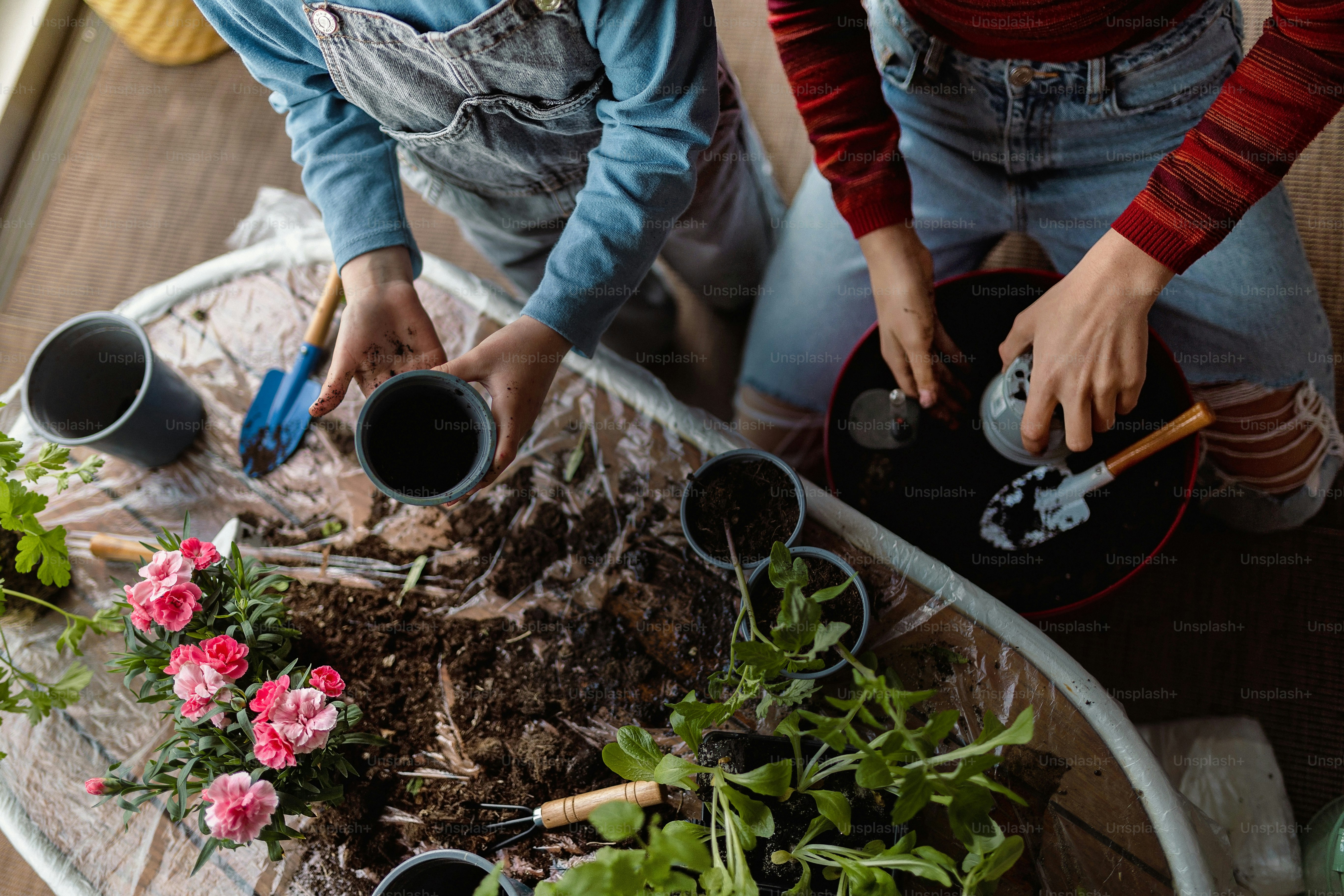A top view of two little sisters planting flowers together, home ...