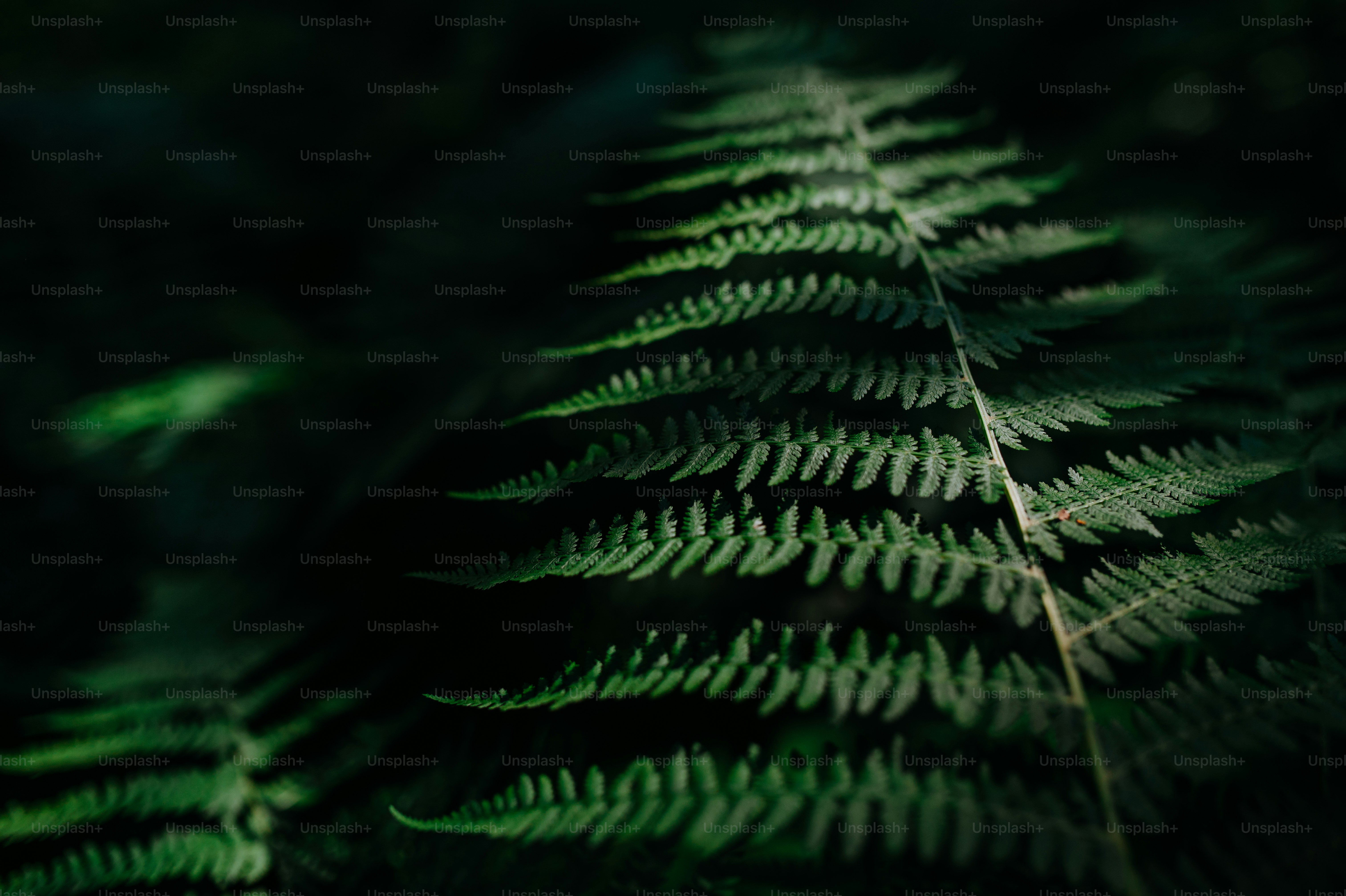 A green fern leaf macro on dark tone nature background photo – Design ...