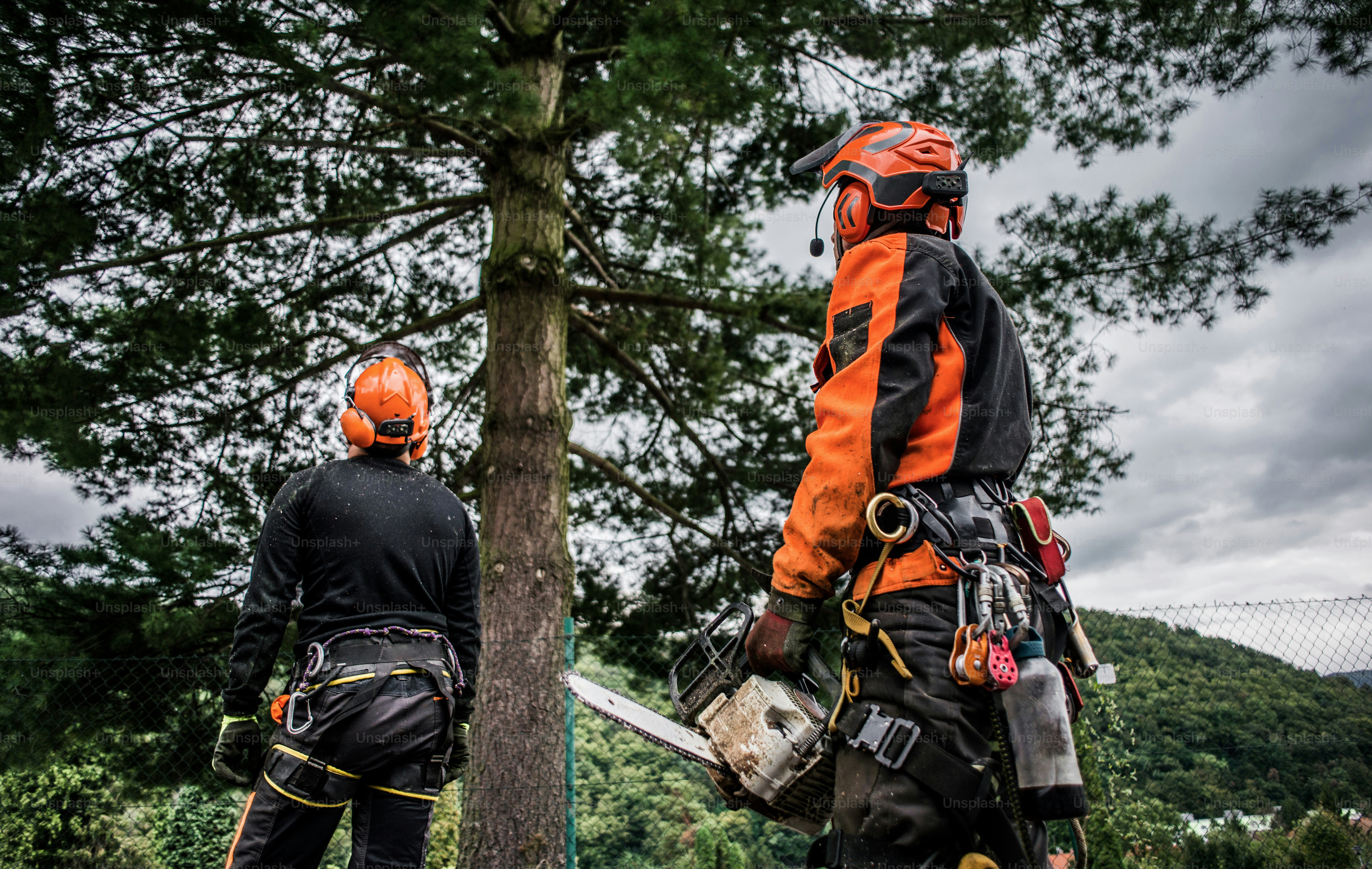 Foto Una vista trasera de los hombres arboristas con motosierra cortando un árbol, planificando ...