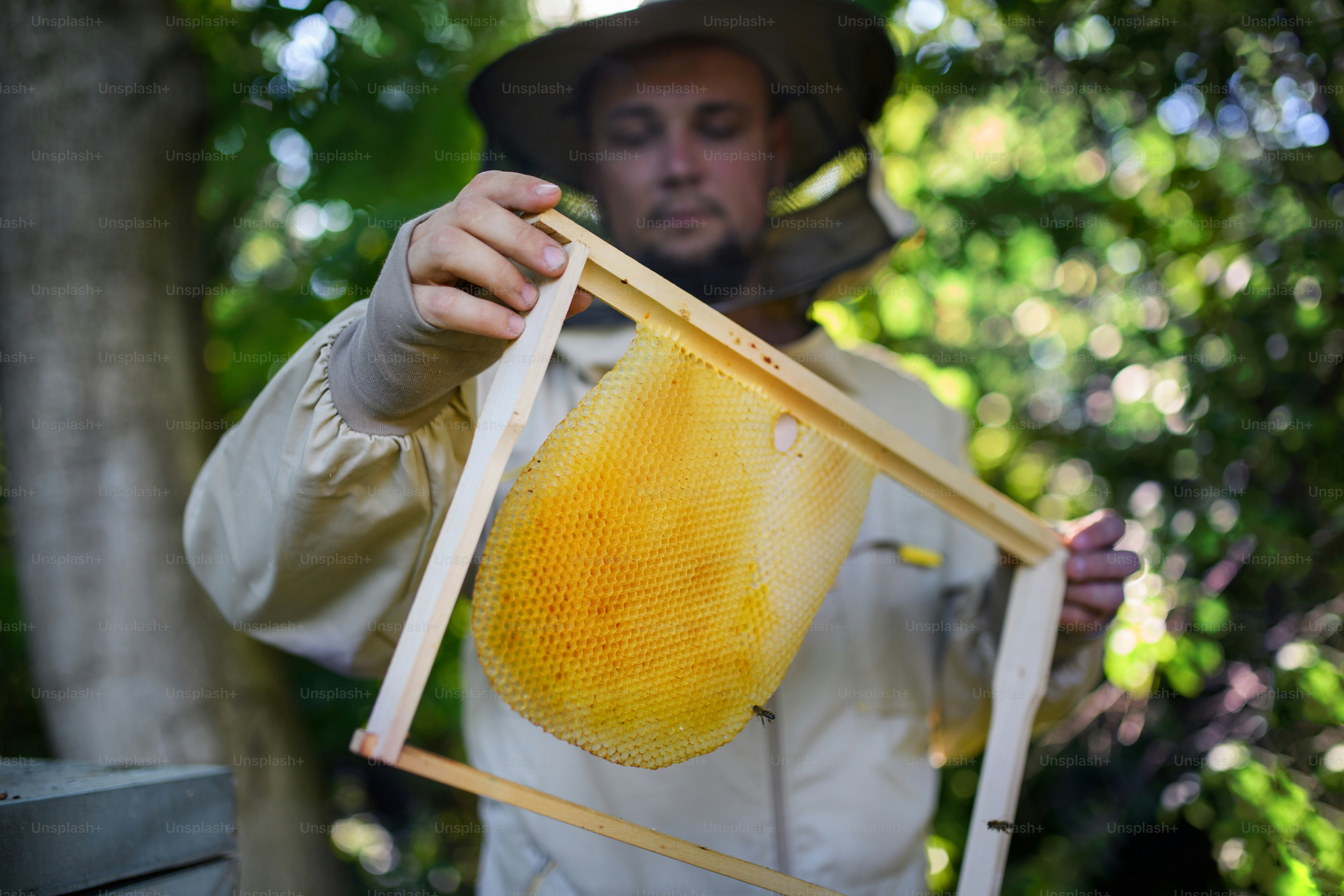 Portrait of man beekeeper holding new honeycomb frame in apiary ...