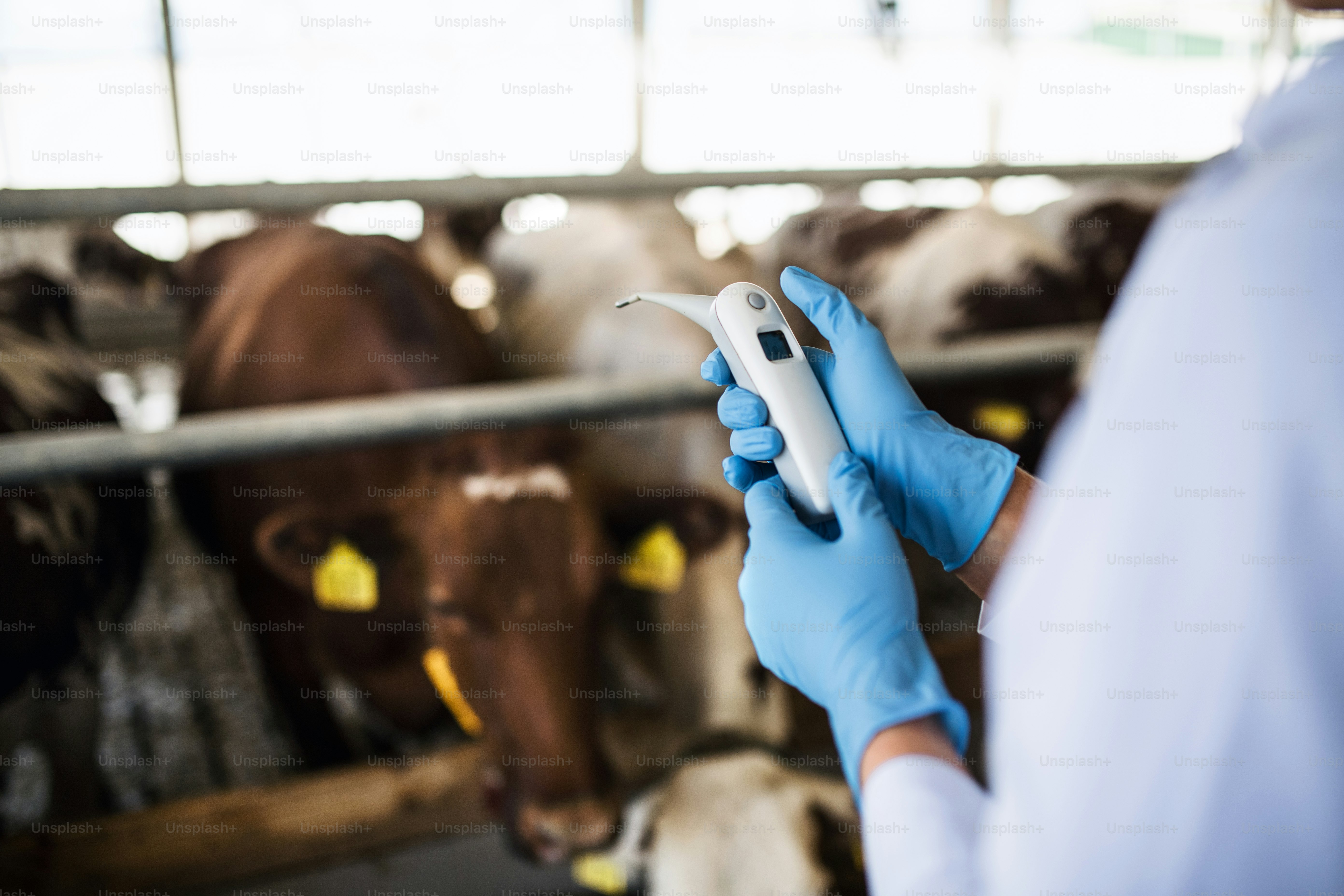Midsection of veterinary doctor working on diary farm, agriculture ...