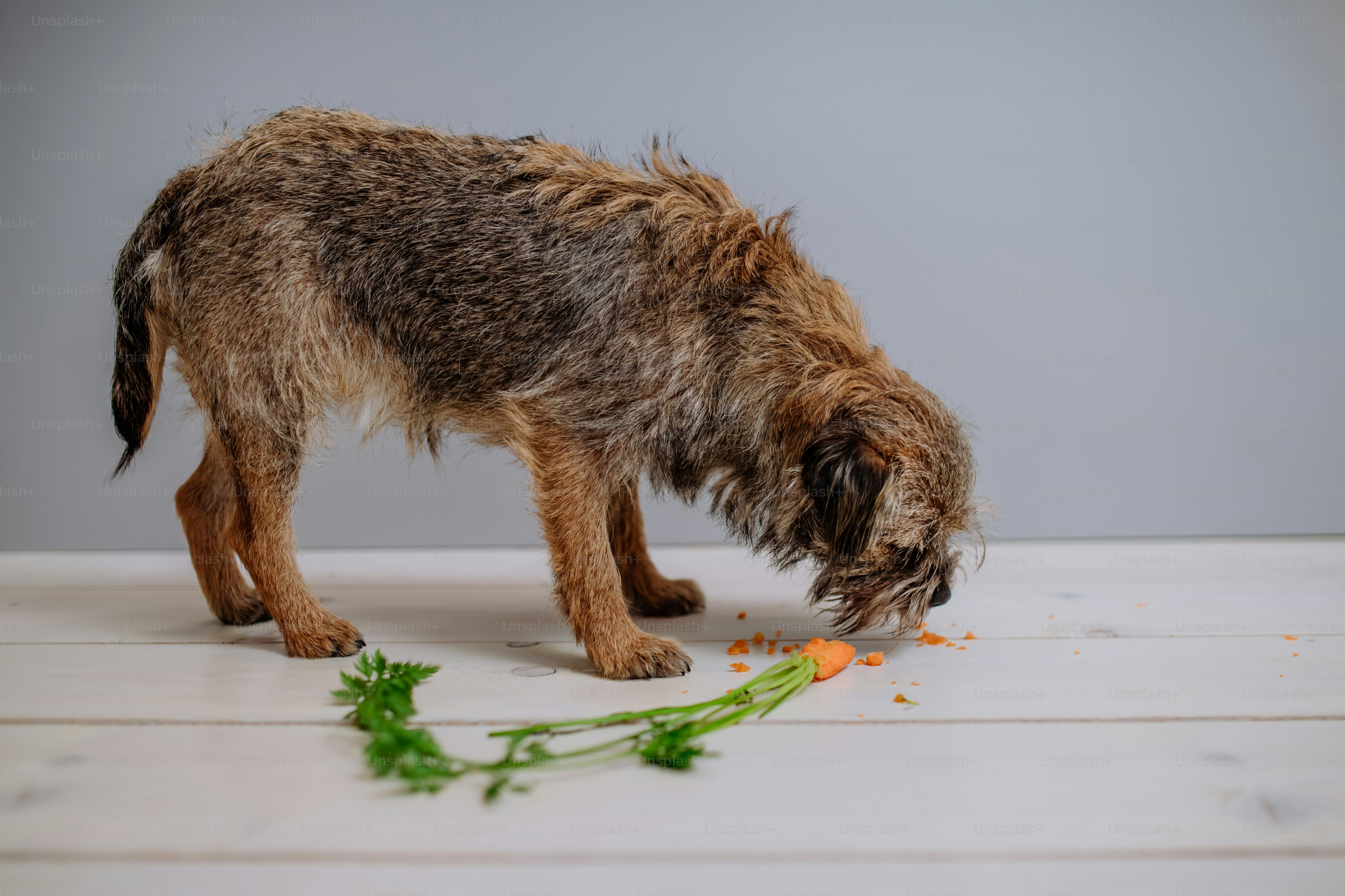 Un perro comiendo zanahoria en el interior sobre fondo blanco. foto ...