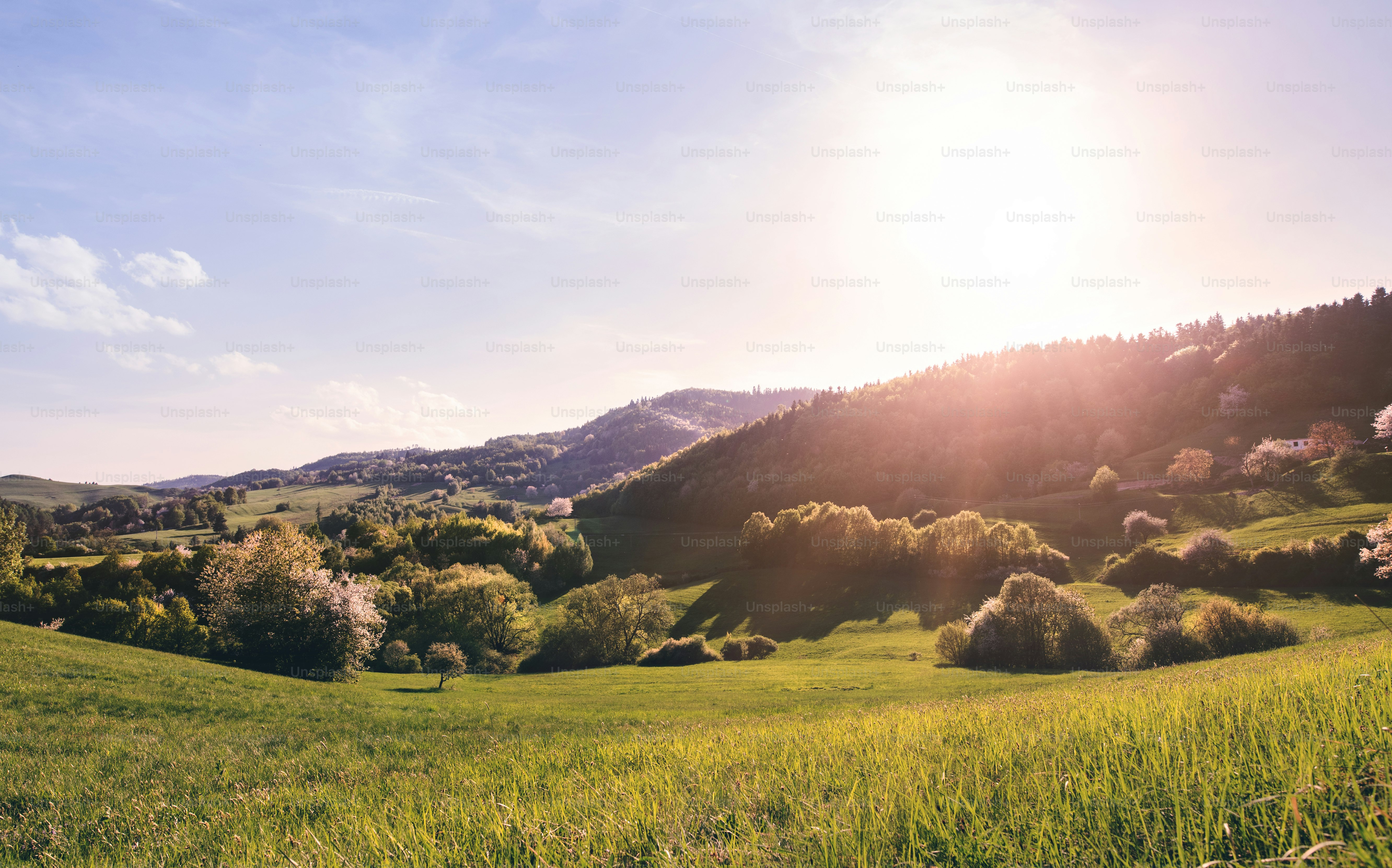Panoramic view of landscape of meadows and woodland. Sunset in spring ...