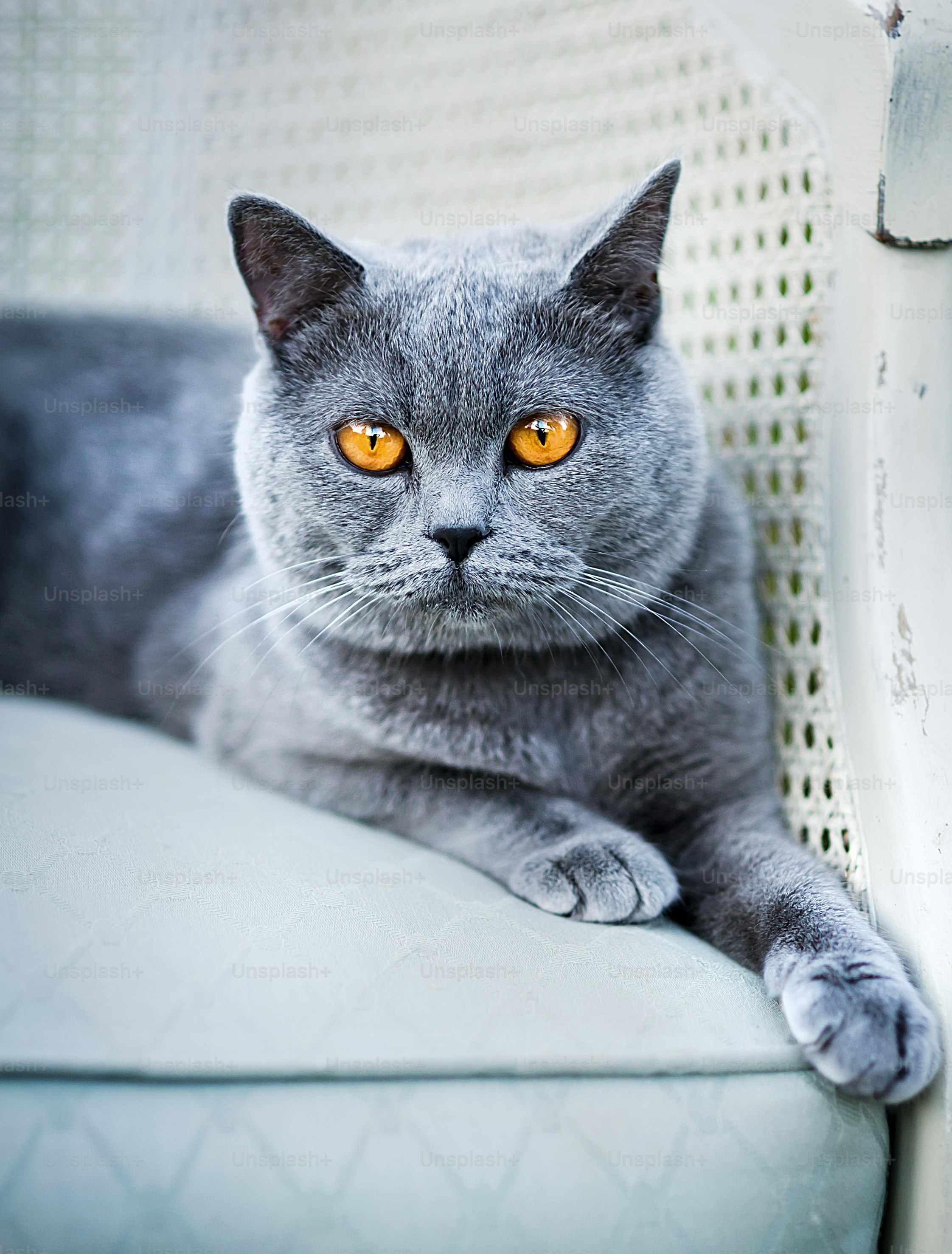 Grey Cat Pictures | Download Free Images on Unsplash