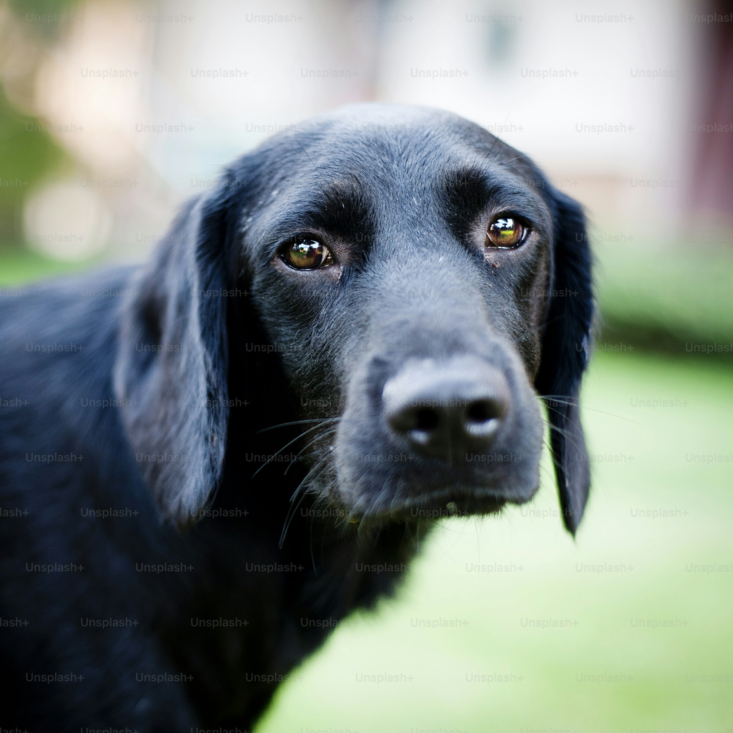 Perro negro triste está mirando a la cámara foto – Imagen de Cachorro ...