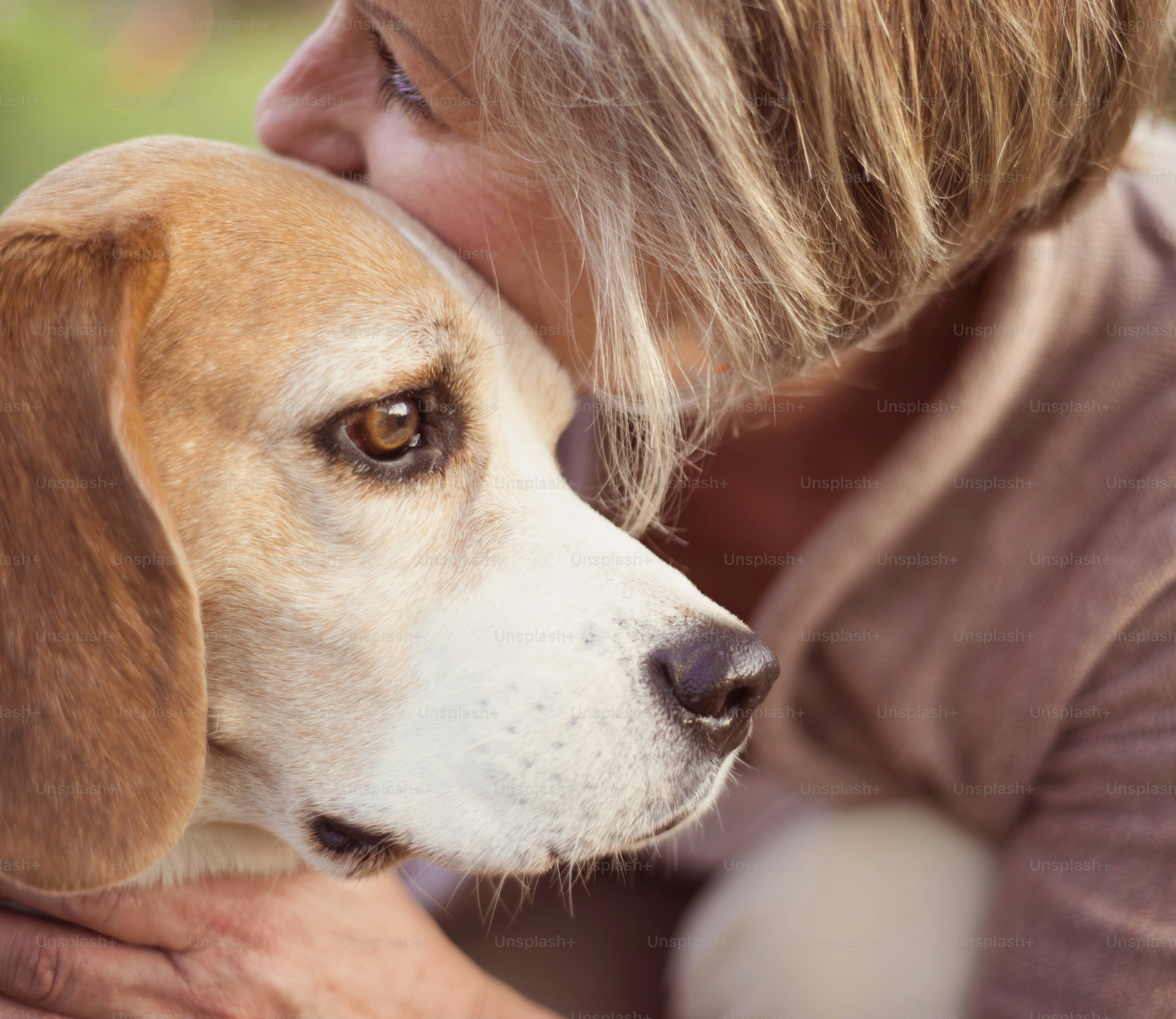 Senior woman hugs her beagle dog in countryside photo – Animal Image on ...