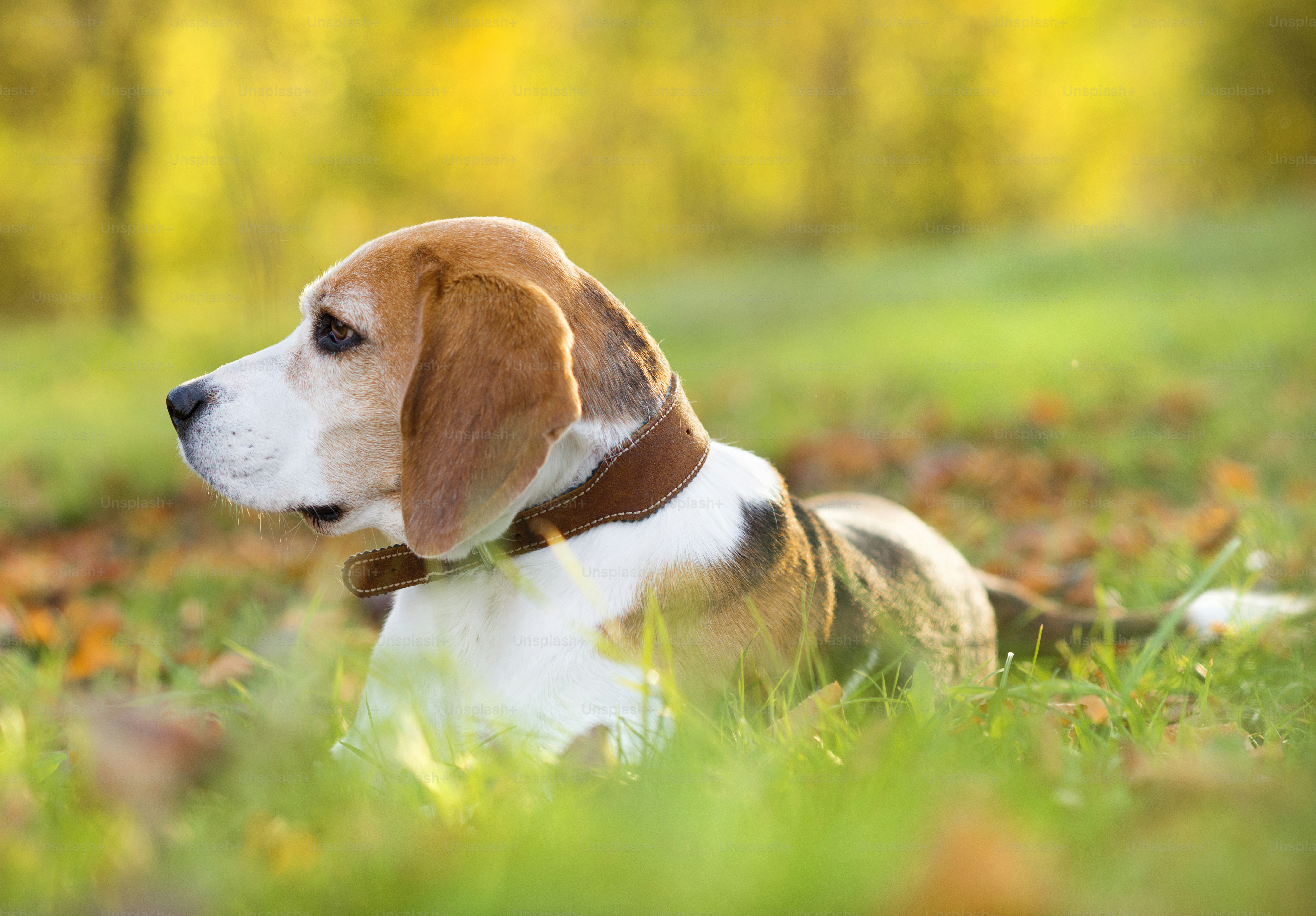 Beagle dog portrait on sunshine background in nature photo – Beagle dog ...