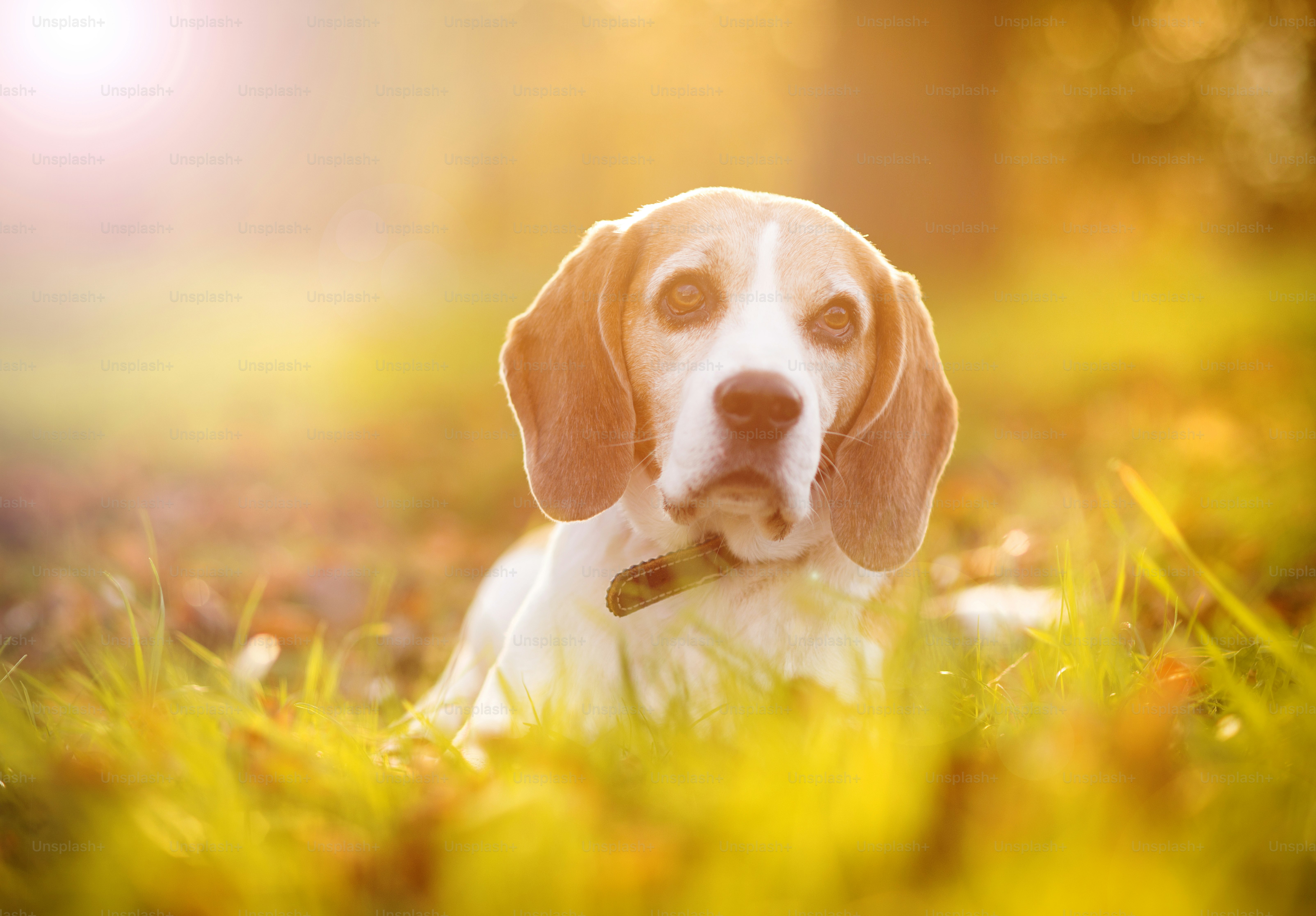 Pet Store Pictures | Download Free Images on Unsplash