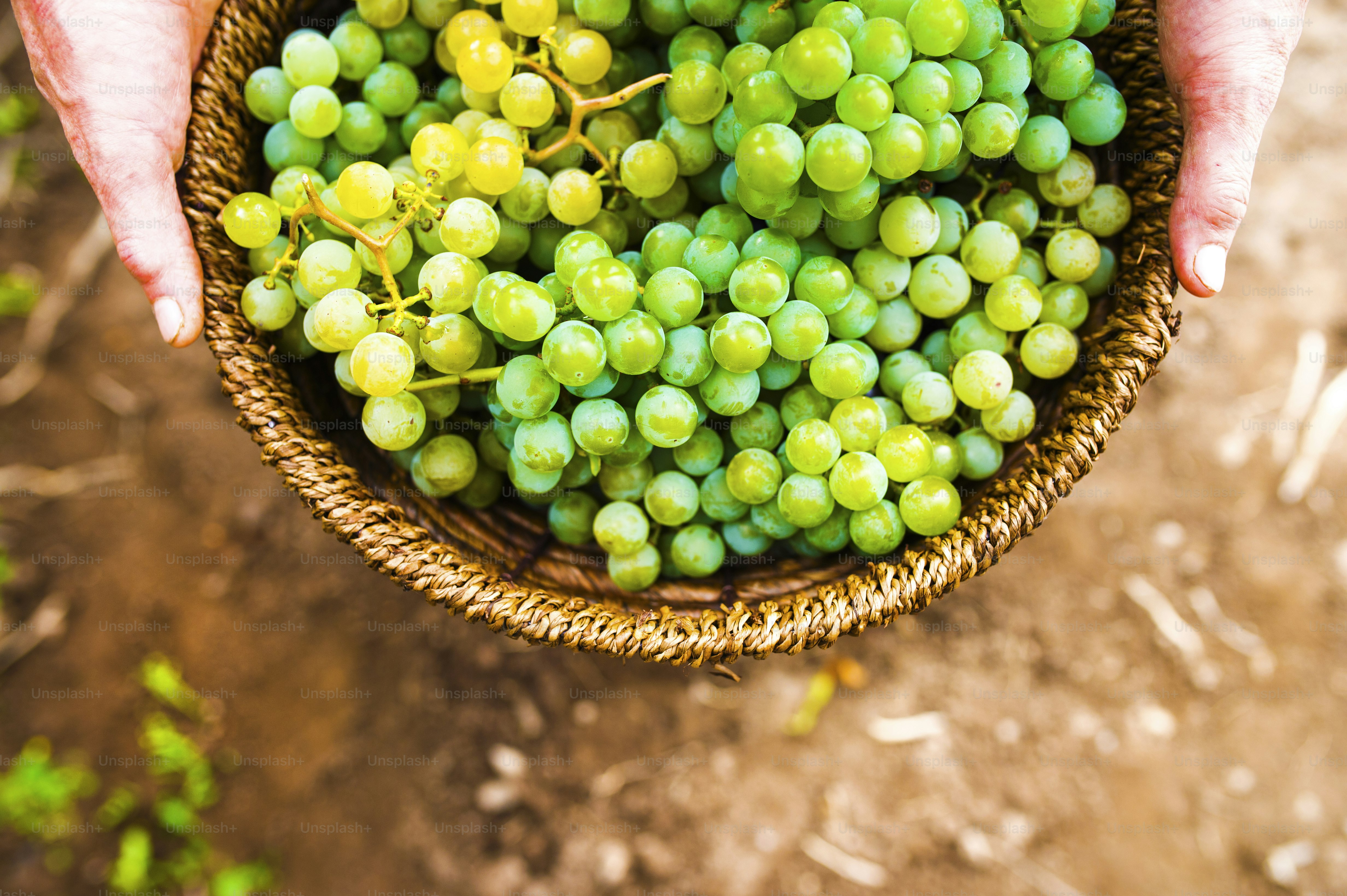 Vinho Verde Pictures | Download Free Images on Unsplash