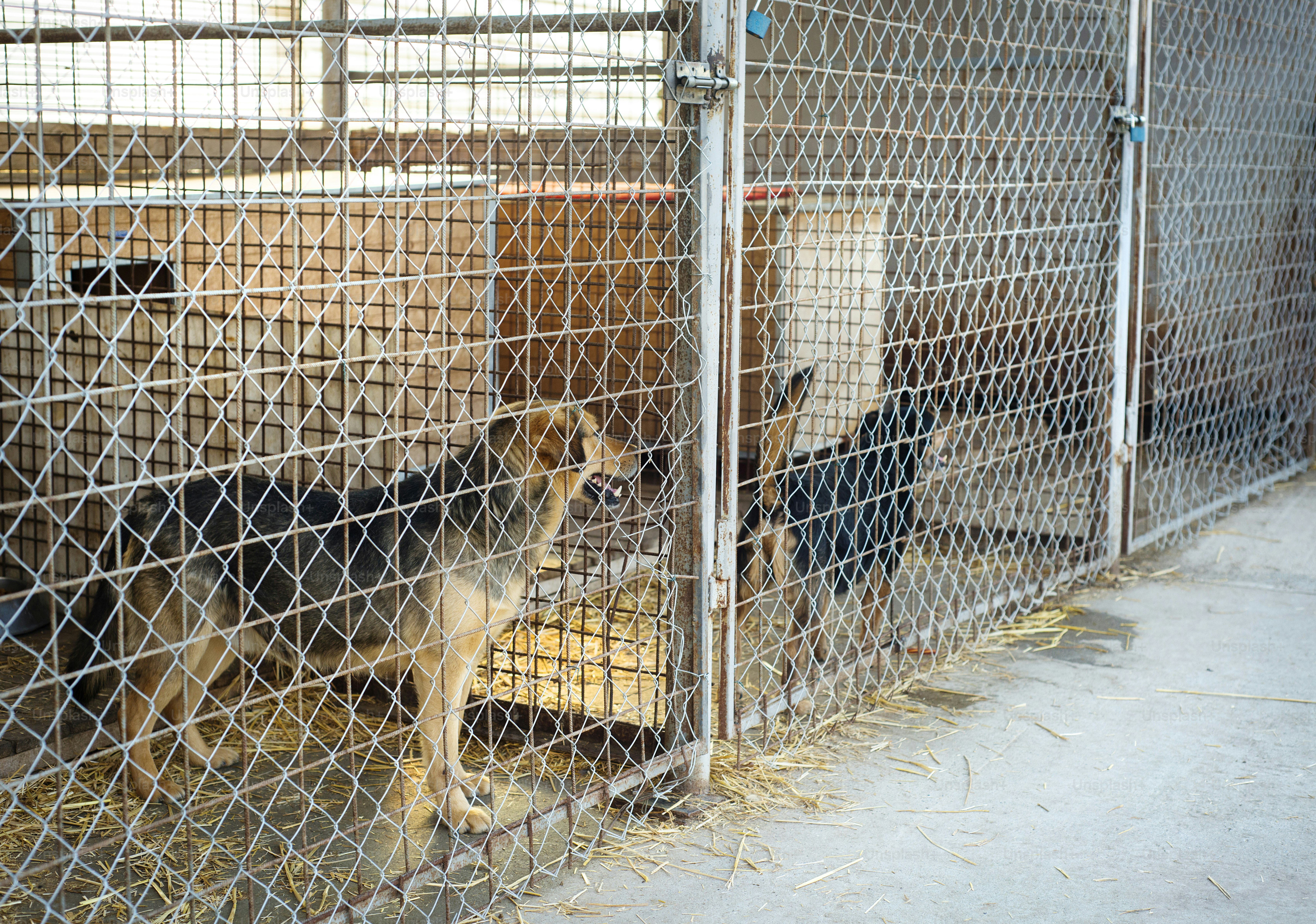 45,628+ Dog Kennel Pictures | Download Free Images on Unsplash