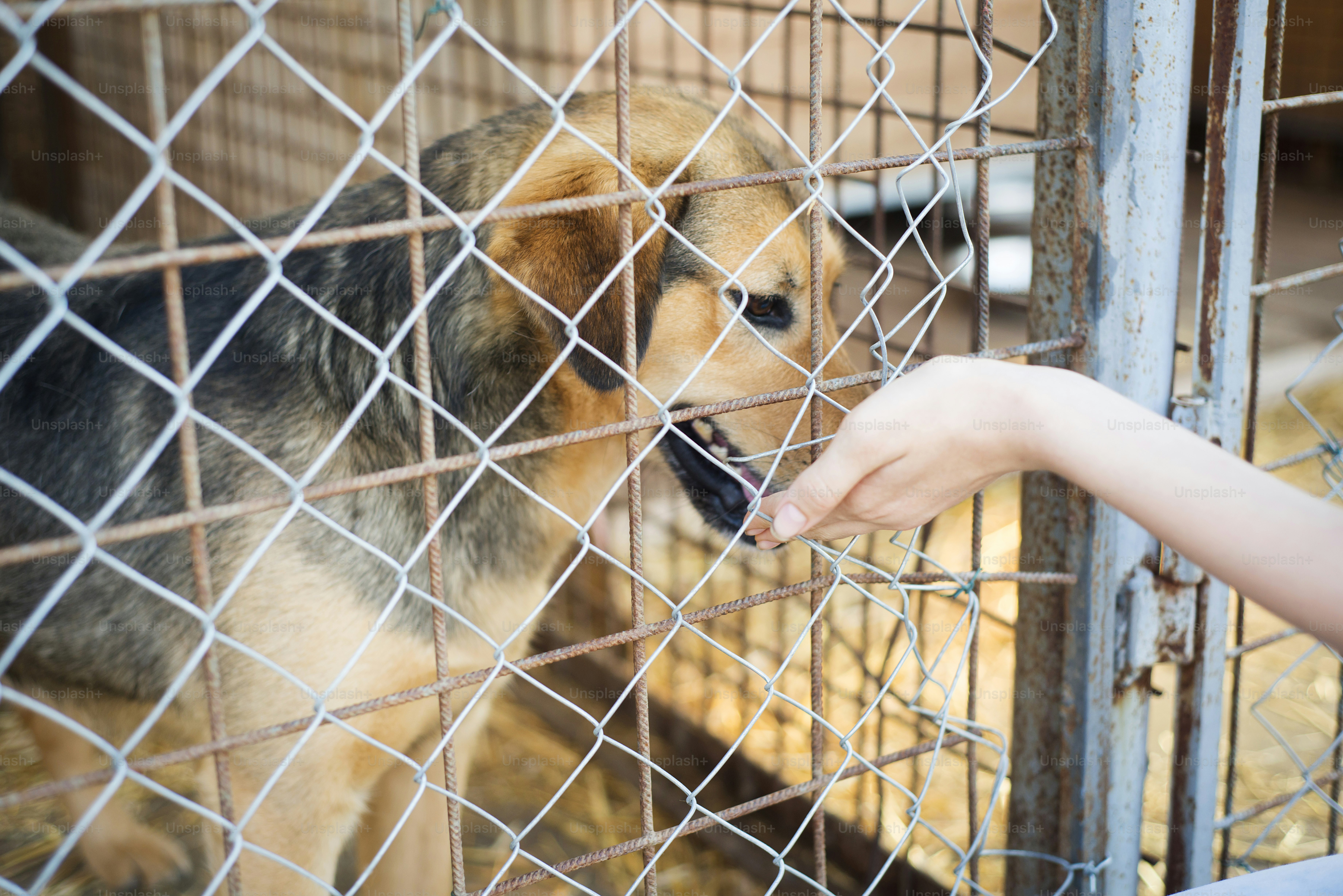 Un perro en un refugio de animales, esperando un hogar foto – Imagen de ...