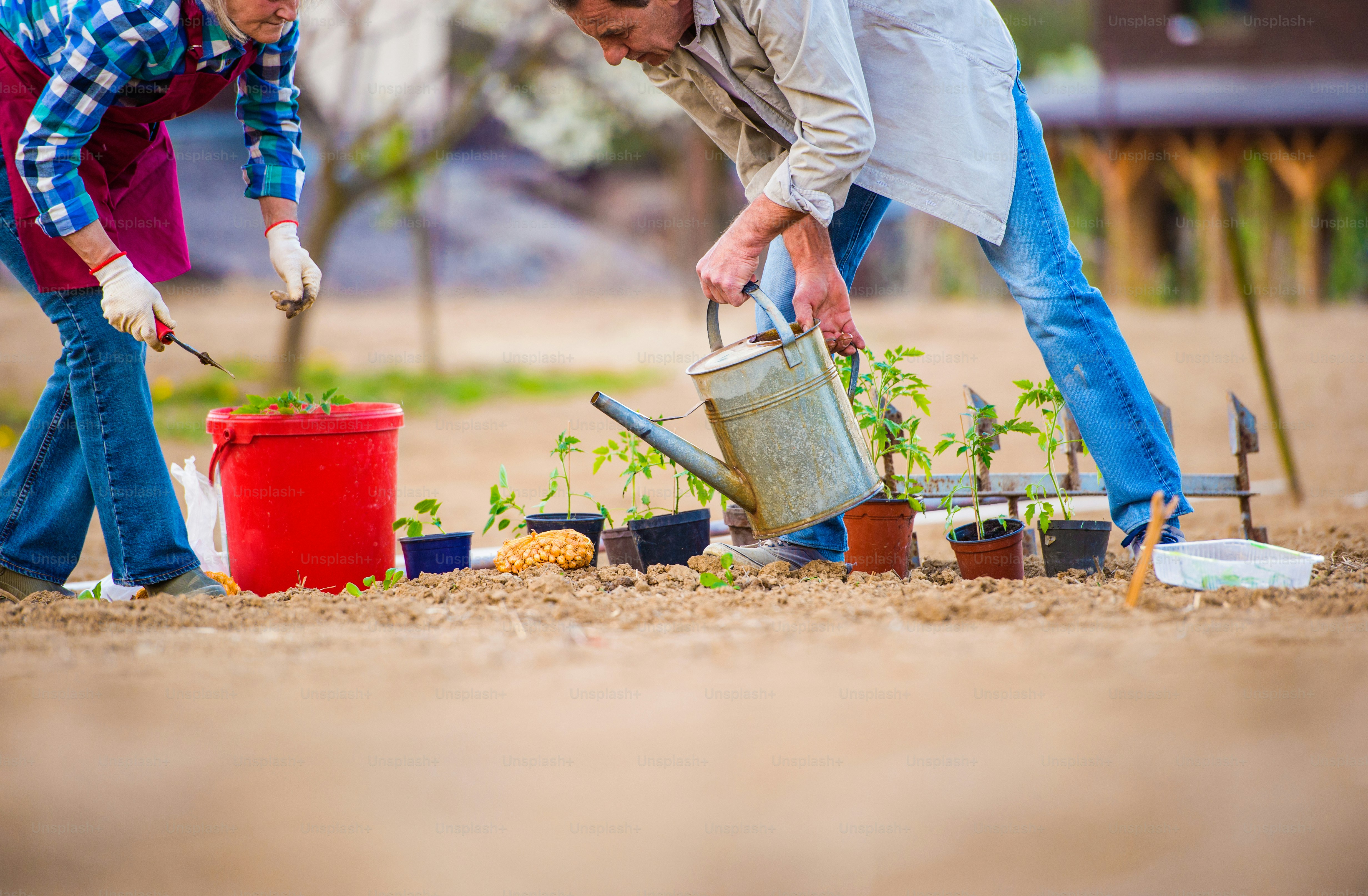 Foto Mujer y hombre mayores en su jardín plantando y regando semillas y ...