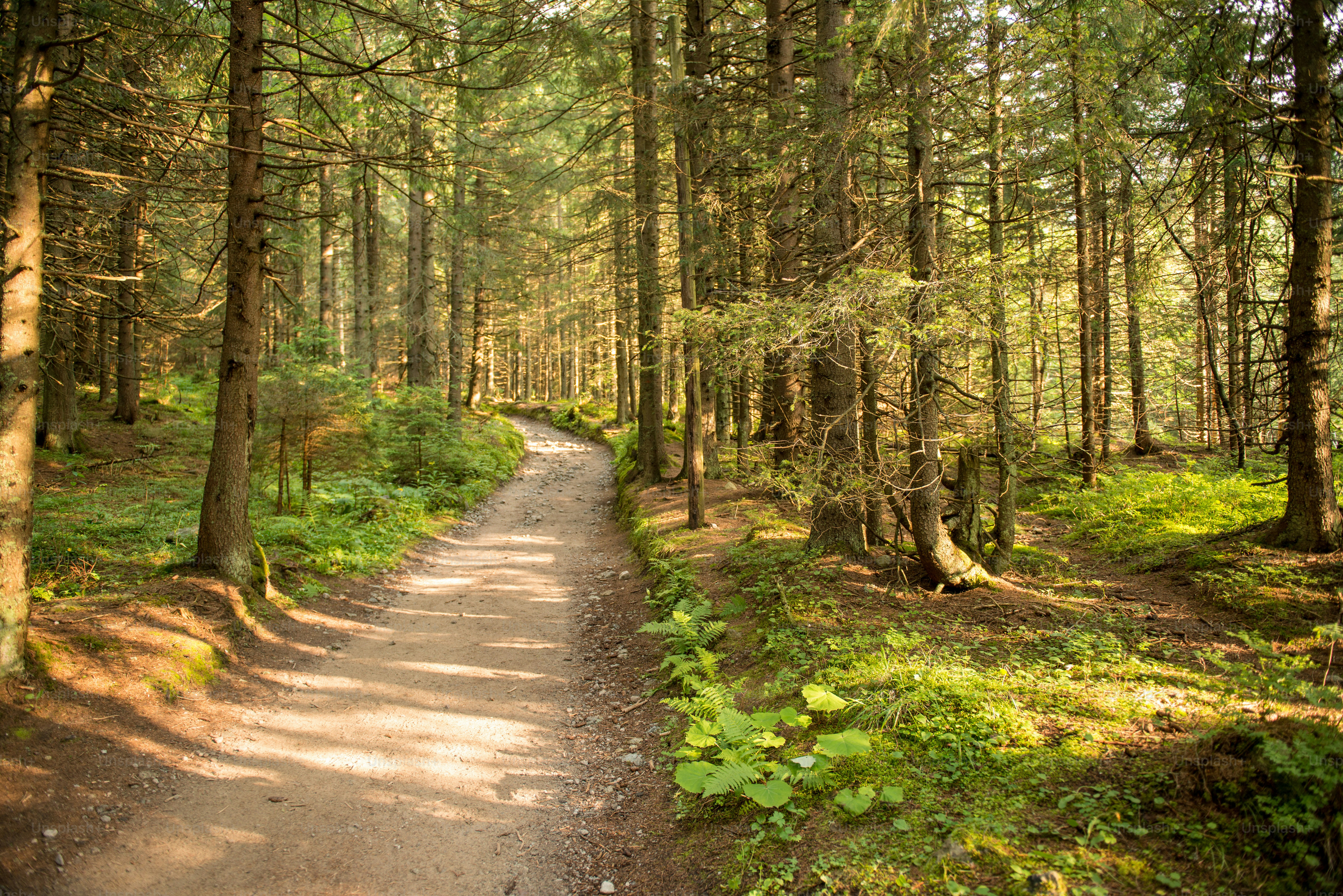 Path among the trees in summer forest. Green nature, sunny day. photo ...