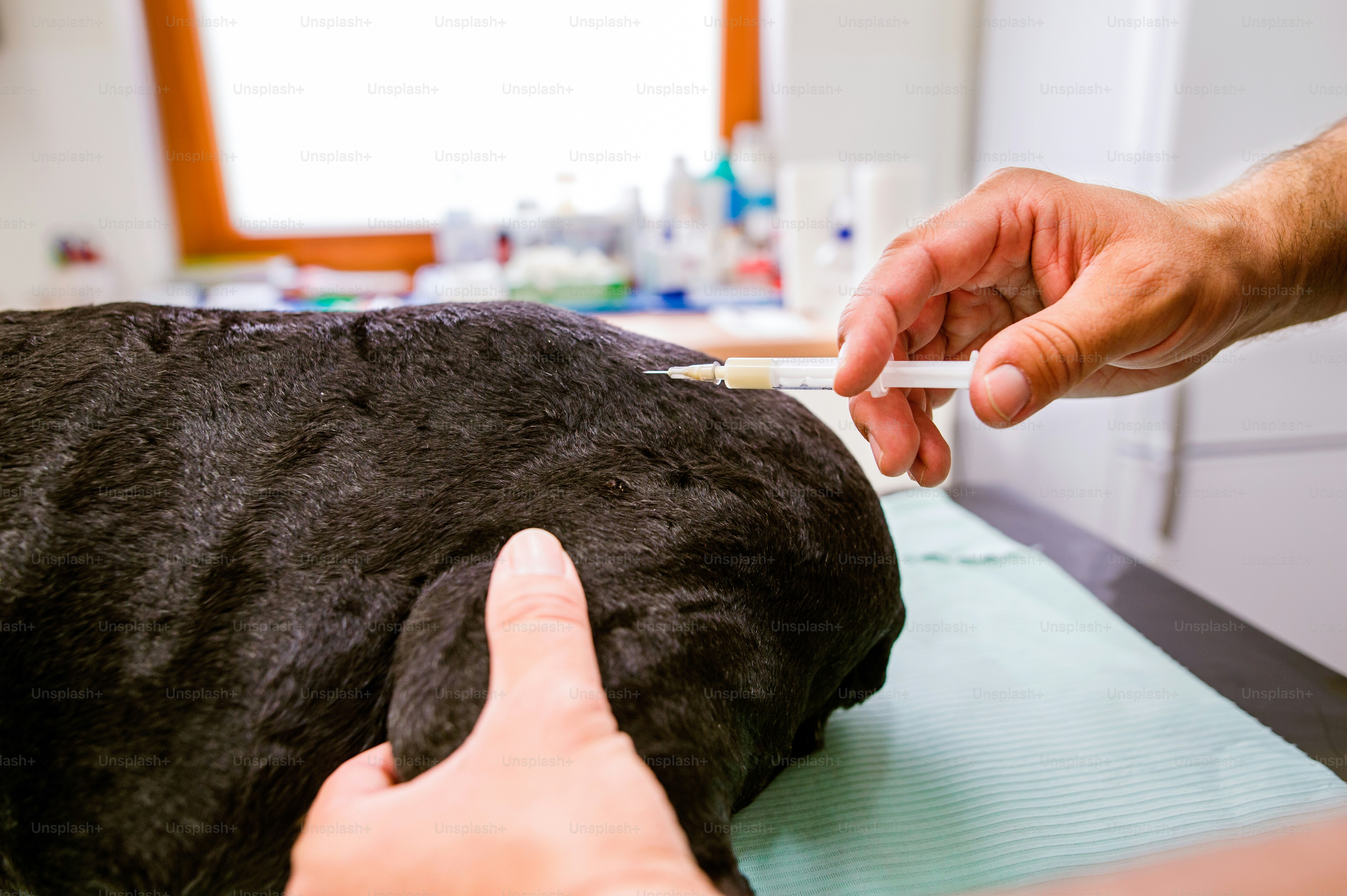 Close up of veterinarian giving injection to a dog. Unrecognizable ...
