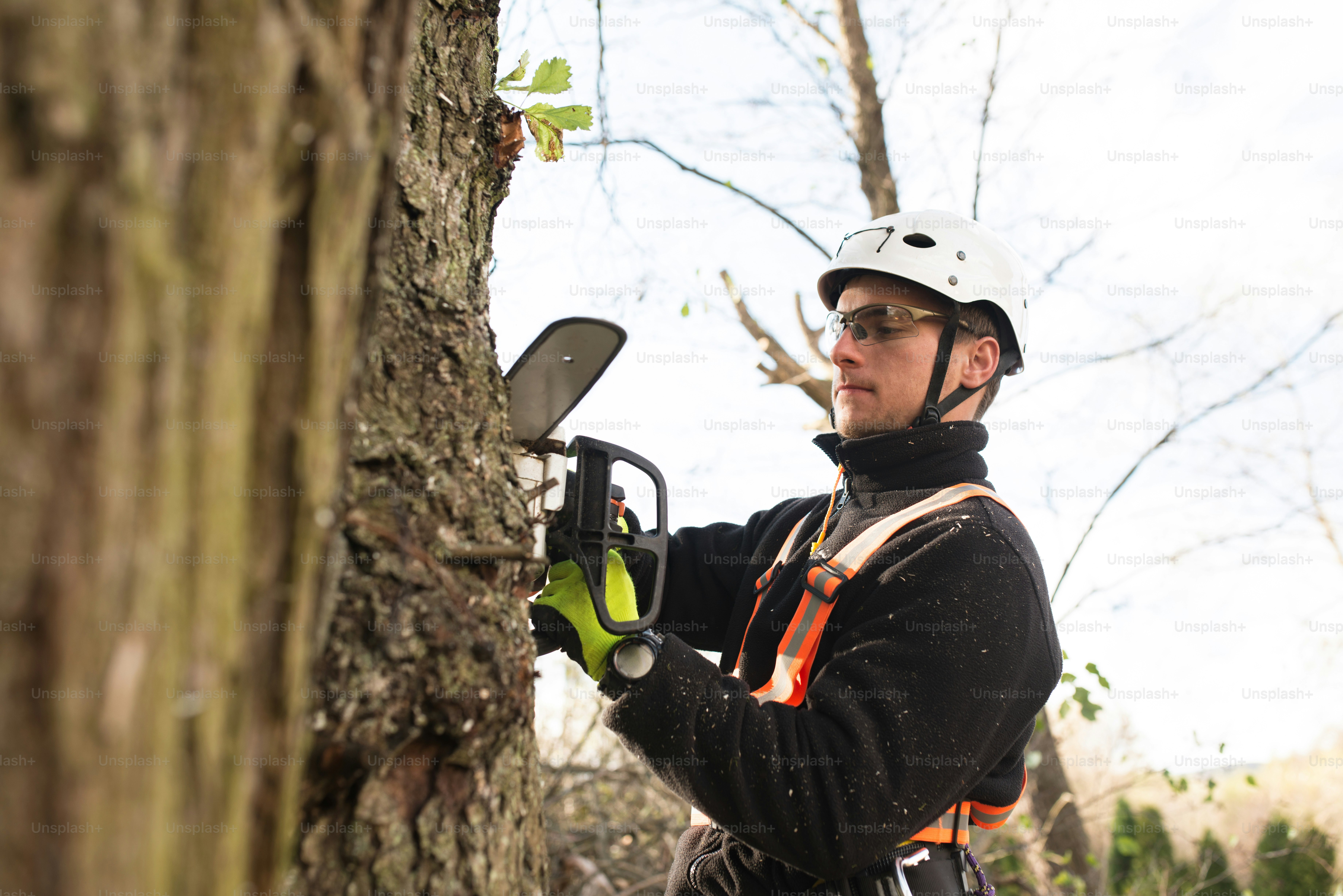 Lumberjack with chainsaw and harness pruning a tree. Arborist cuting ...