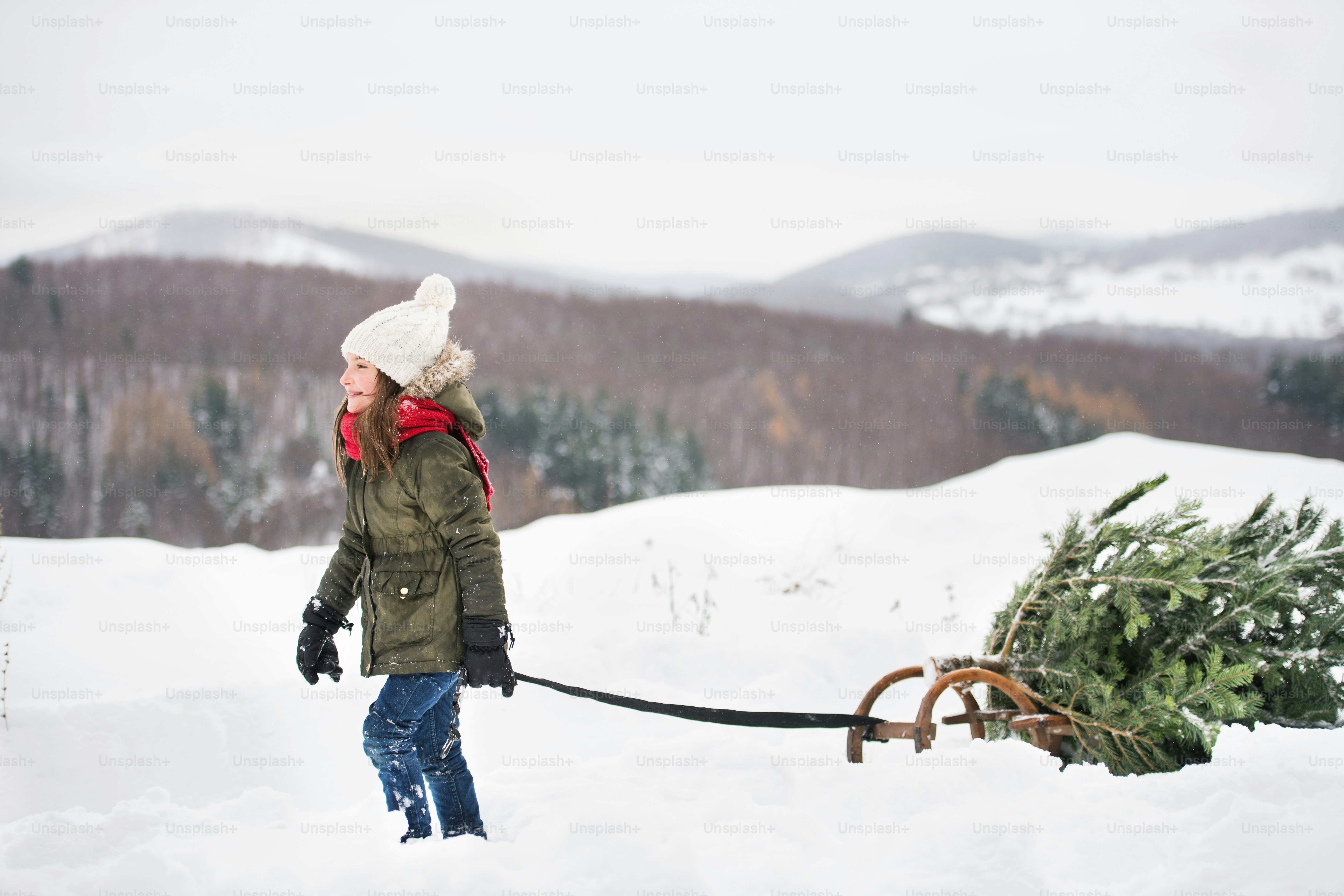 A small girl getting a Christmas tree in forest. A girl pulling a tree ...