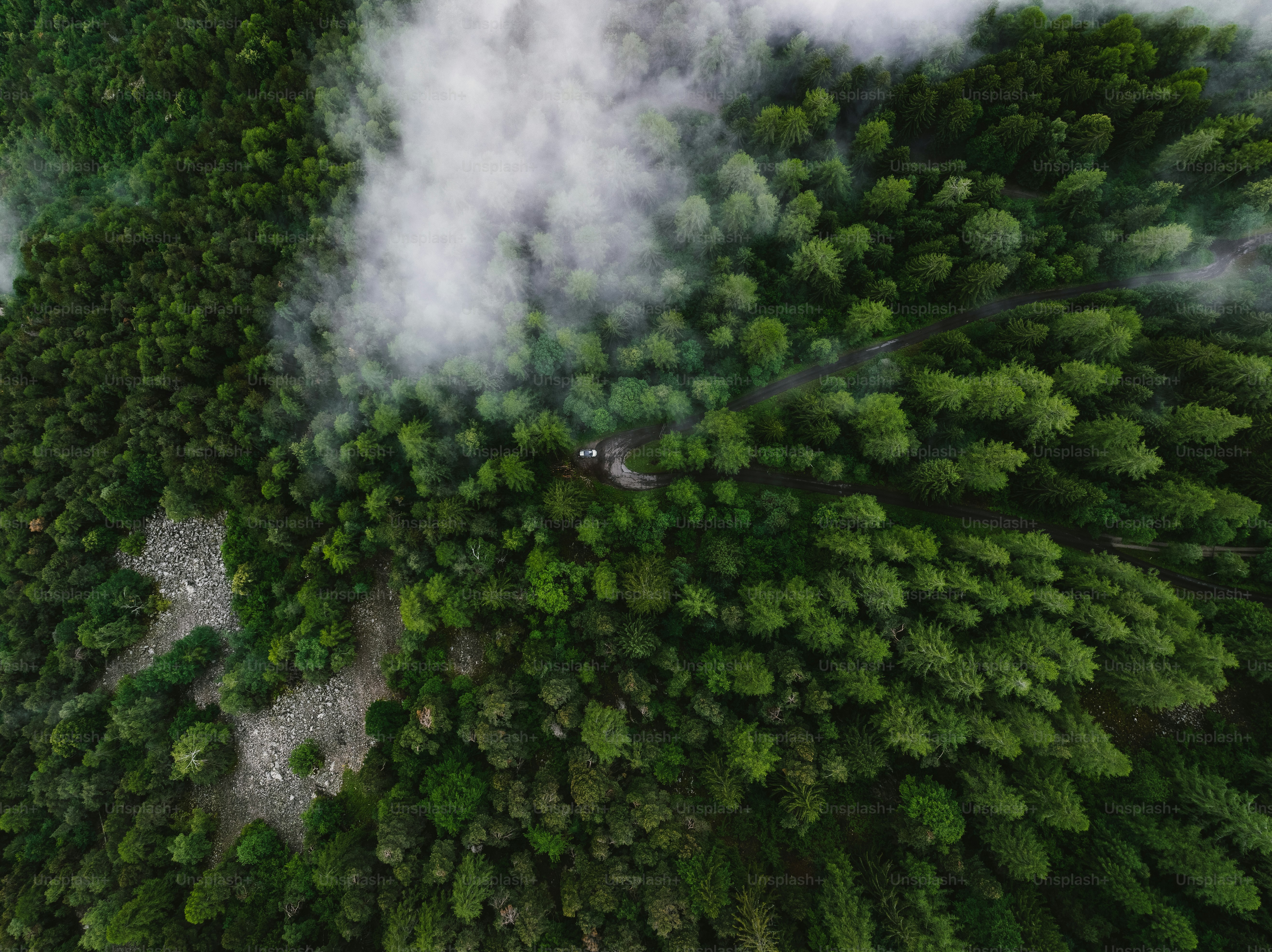 Trees From Above Pictures | Download Free Images on Unsplash
