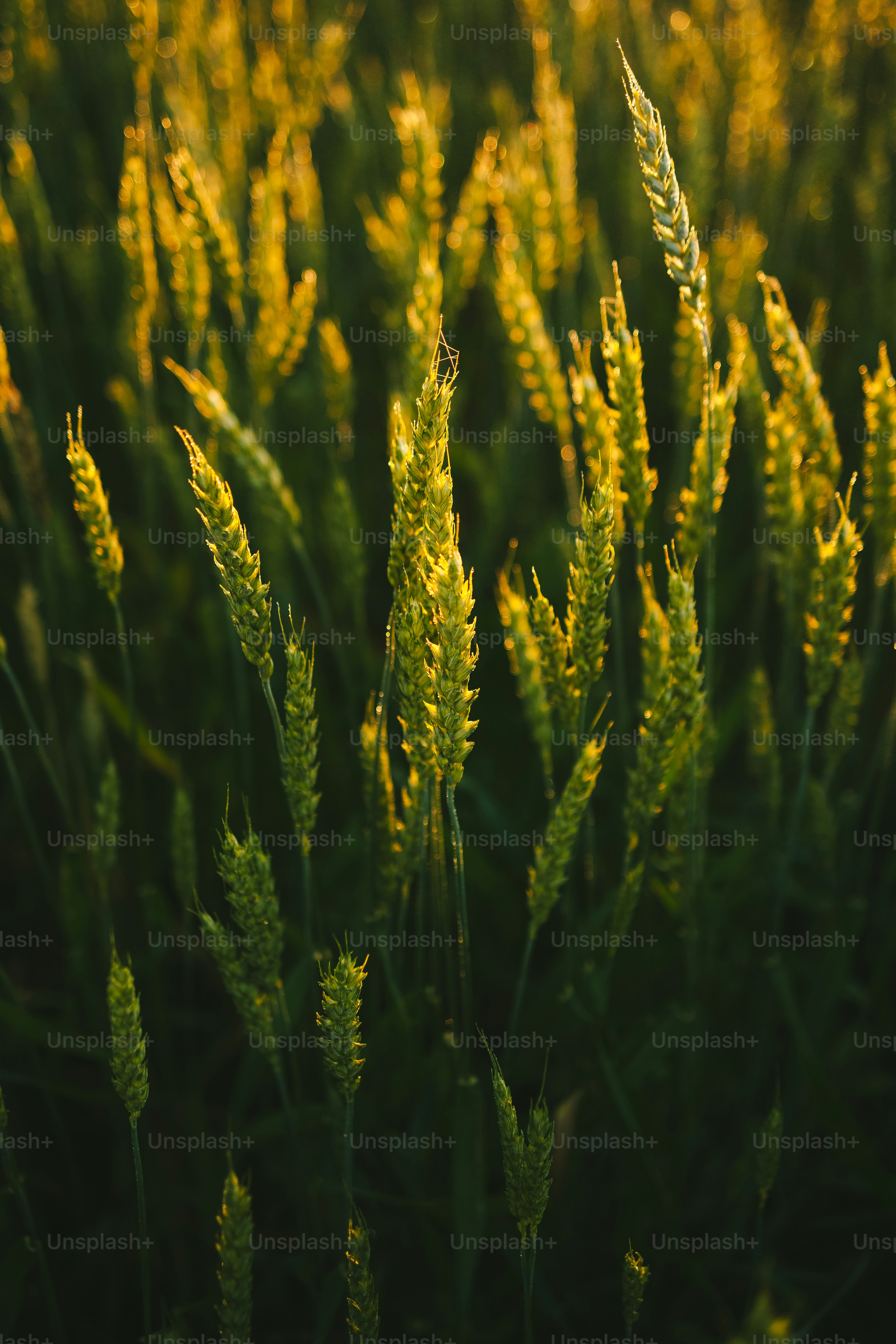 A field of tall green grass under a blue sky photo – Farm Image on Unsplash