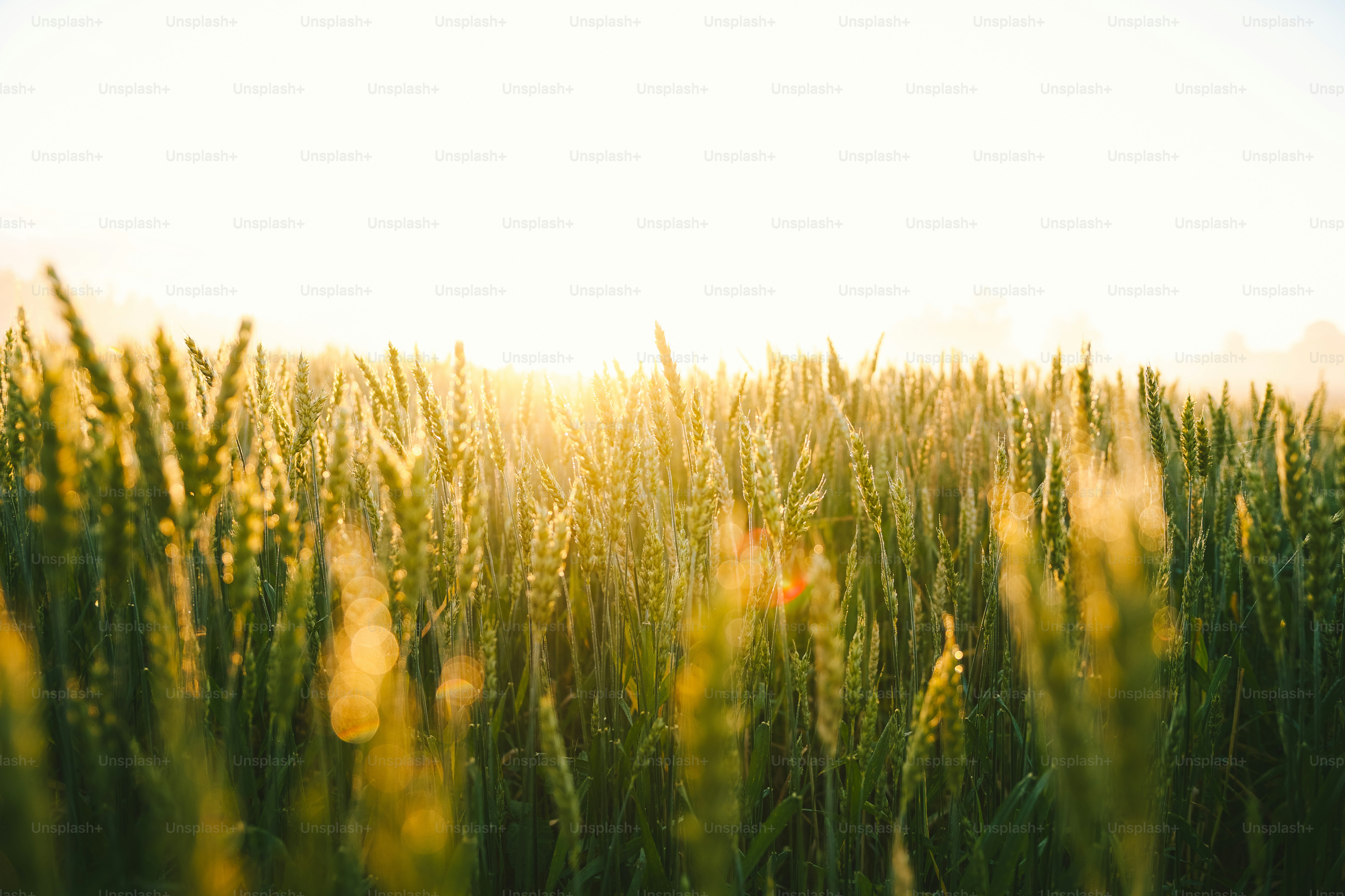 A field of tall grass with the sun shining through it photo – Wheat ...