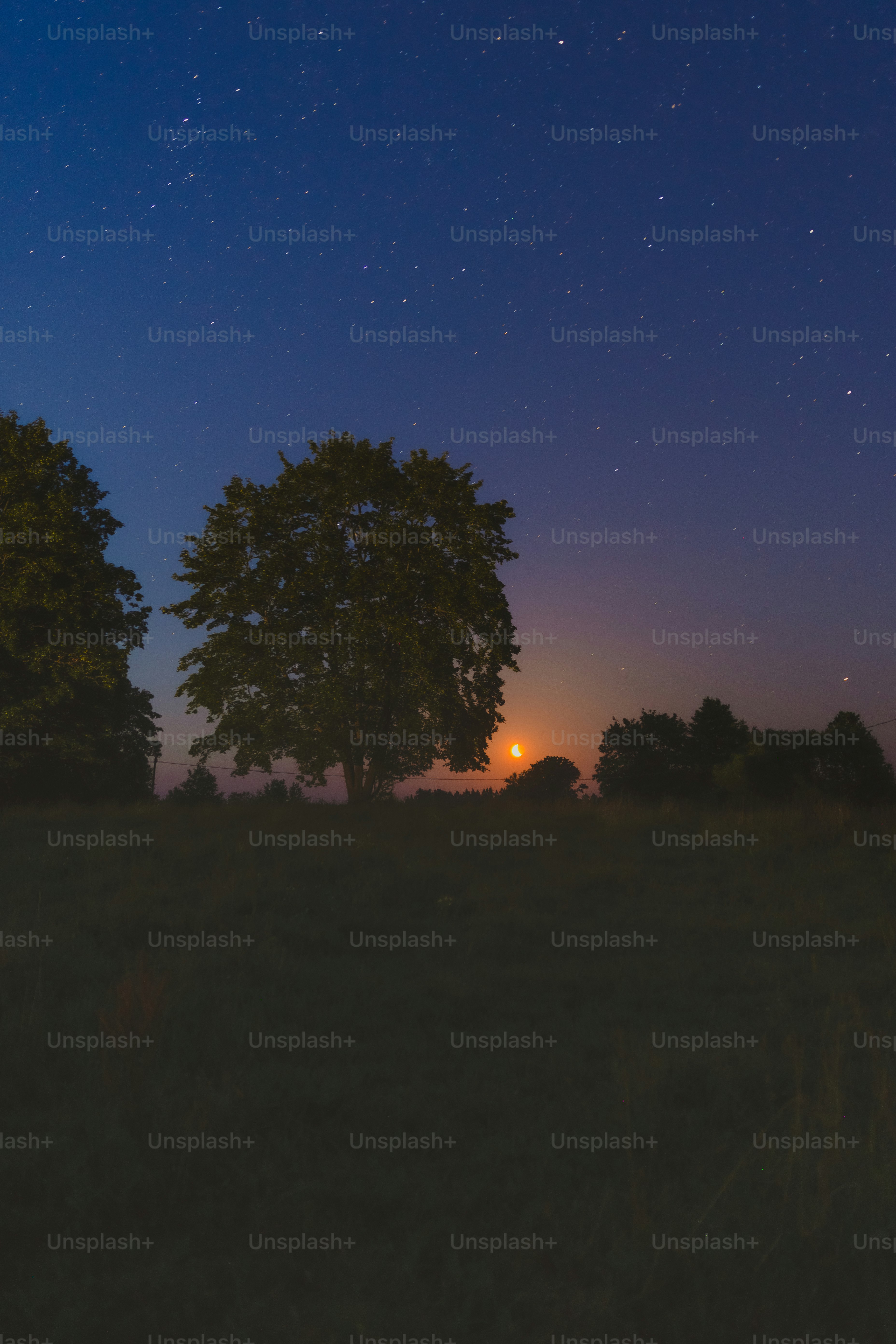 A field with trees and the moon in the sky photo – Forest Image on Unsplash