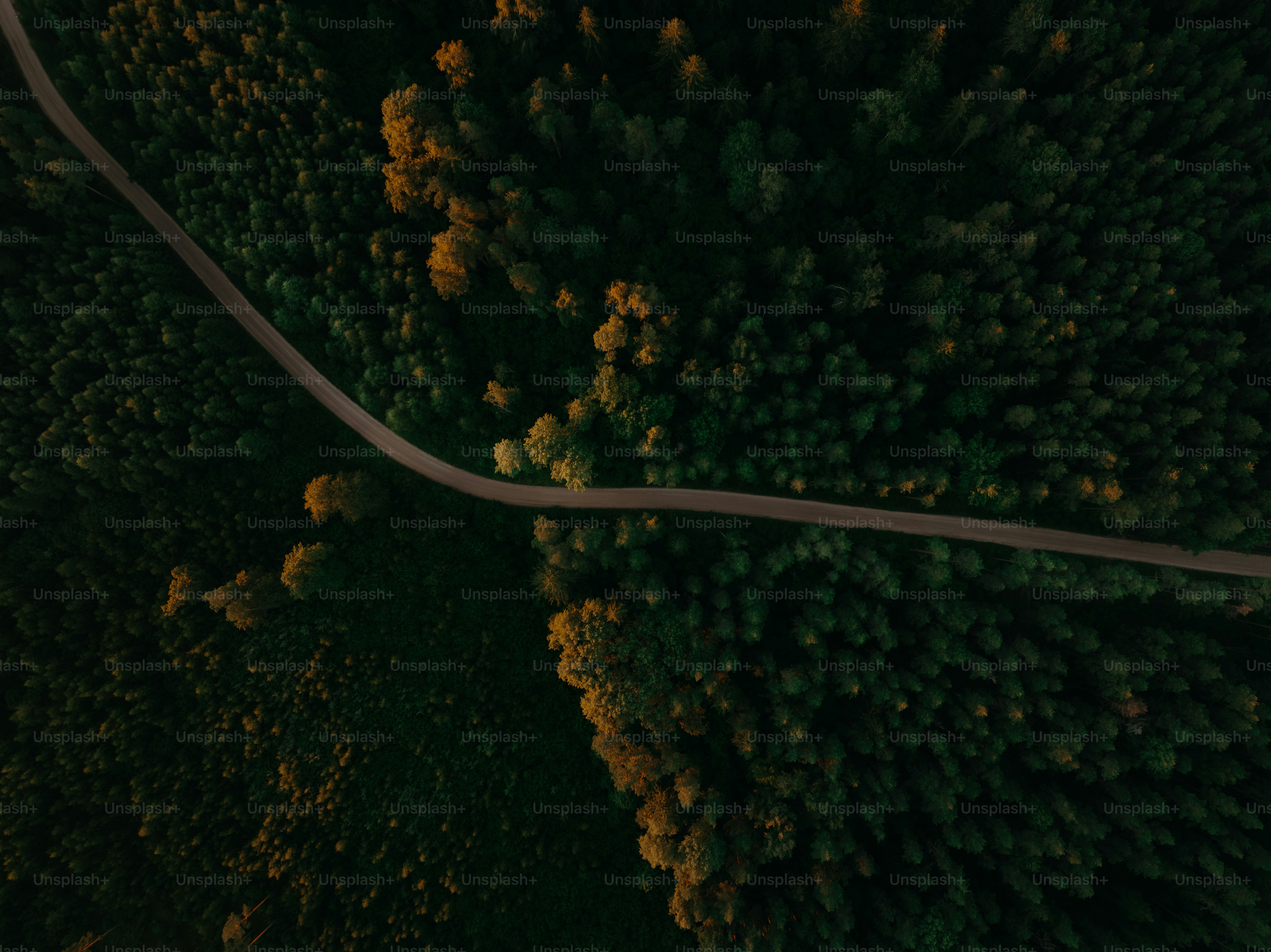 An aerial view of a road in the middle of a forest photo – Road through ...