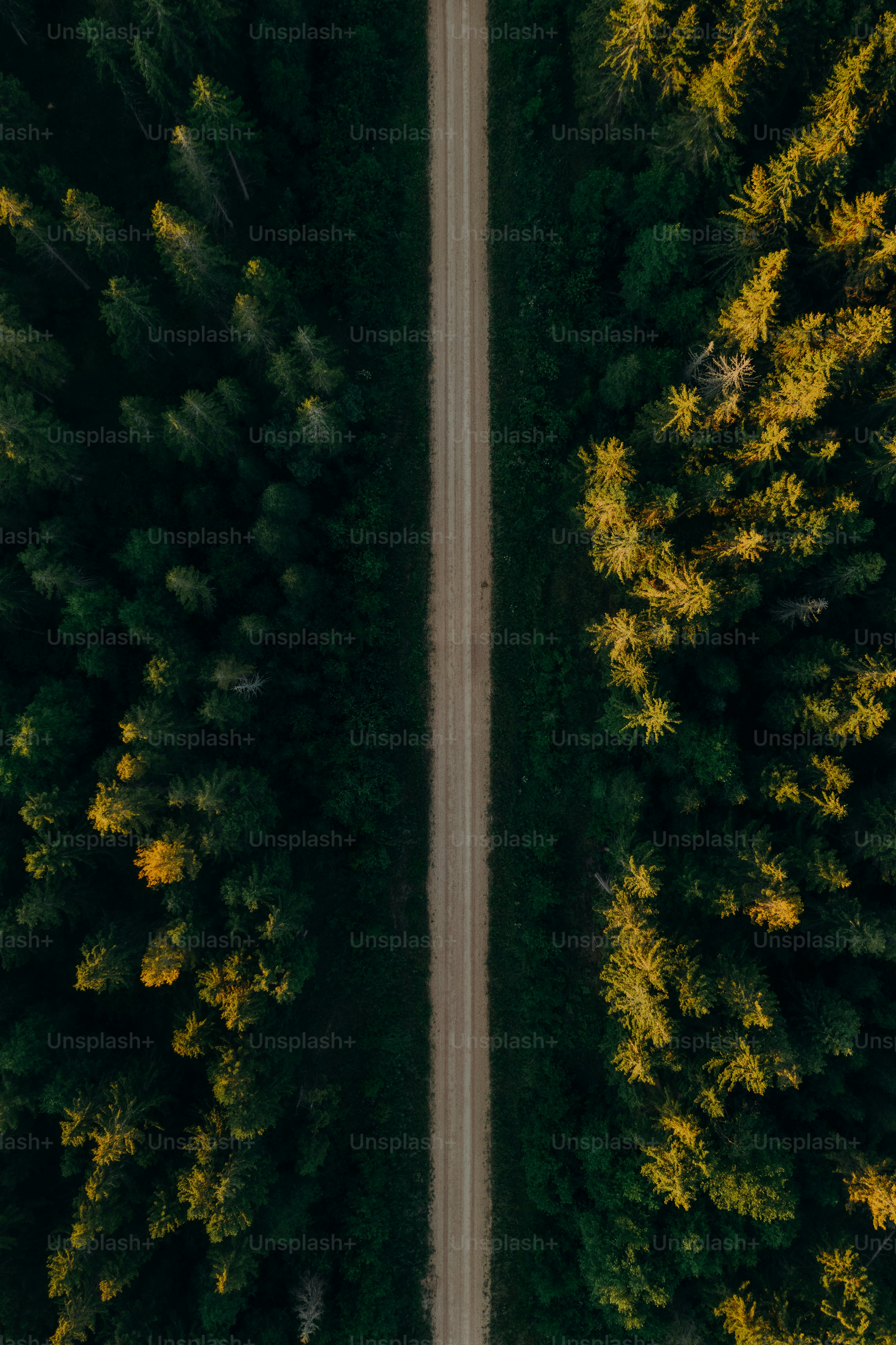 An aerial view of a road surrounded by trees photo – Nature Image on ...