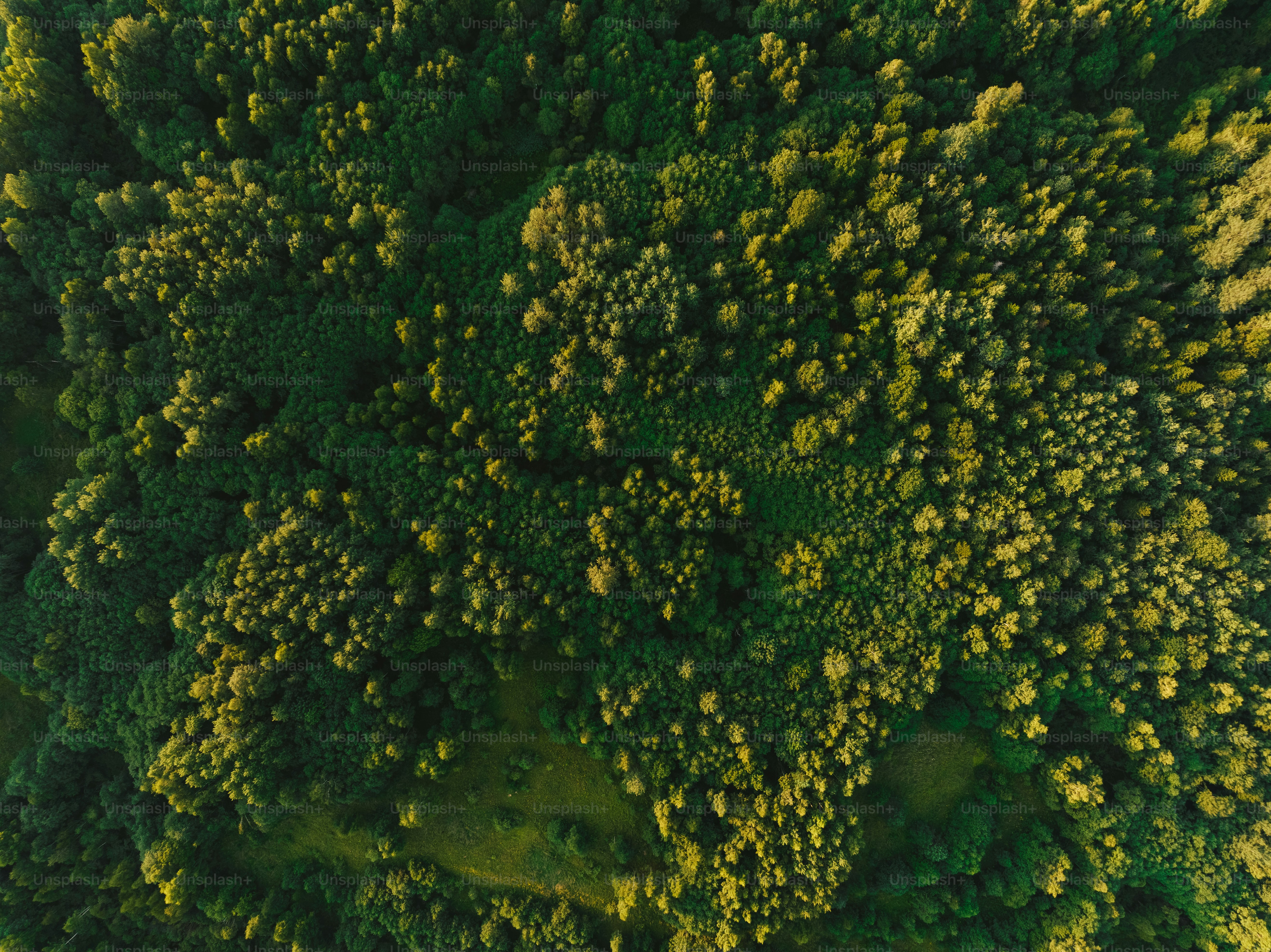 An aerial view of a lush green forest photo – Forest aerial Image on ...