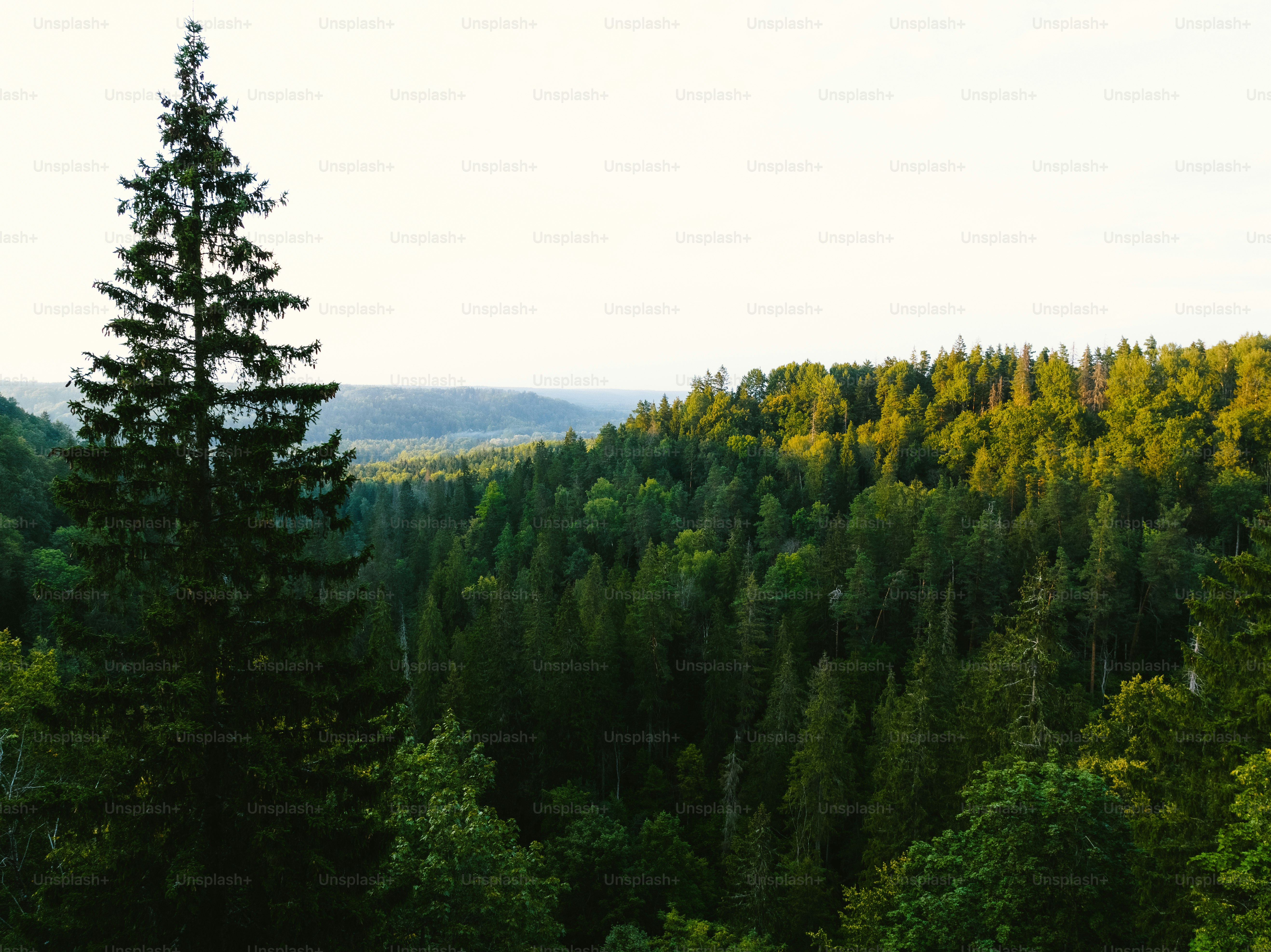 An aerial view of a forest with lots of trees photo – Forest Image on ...