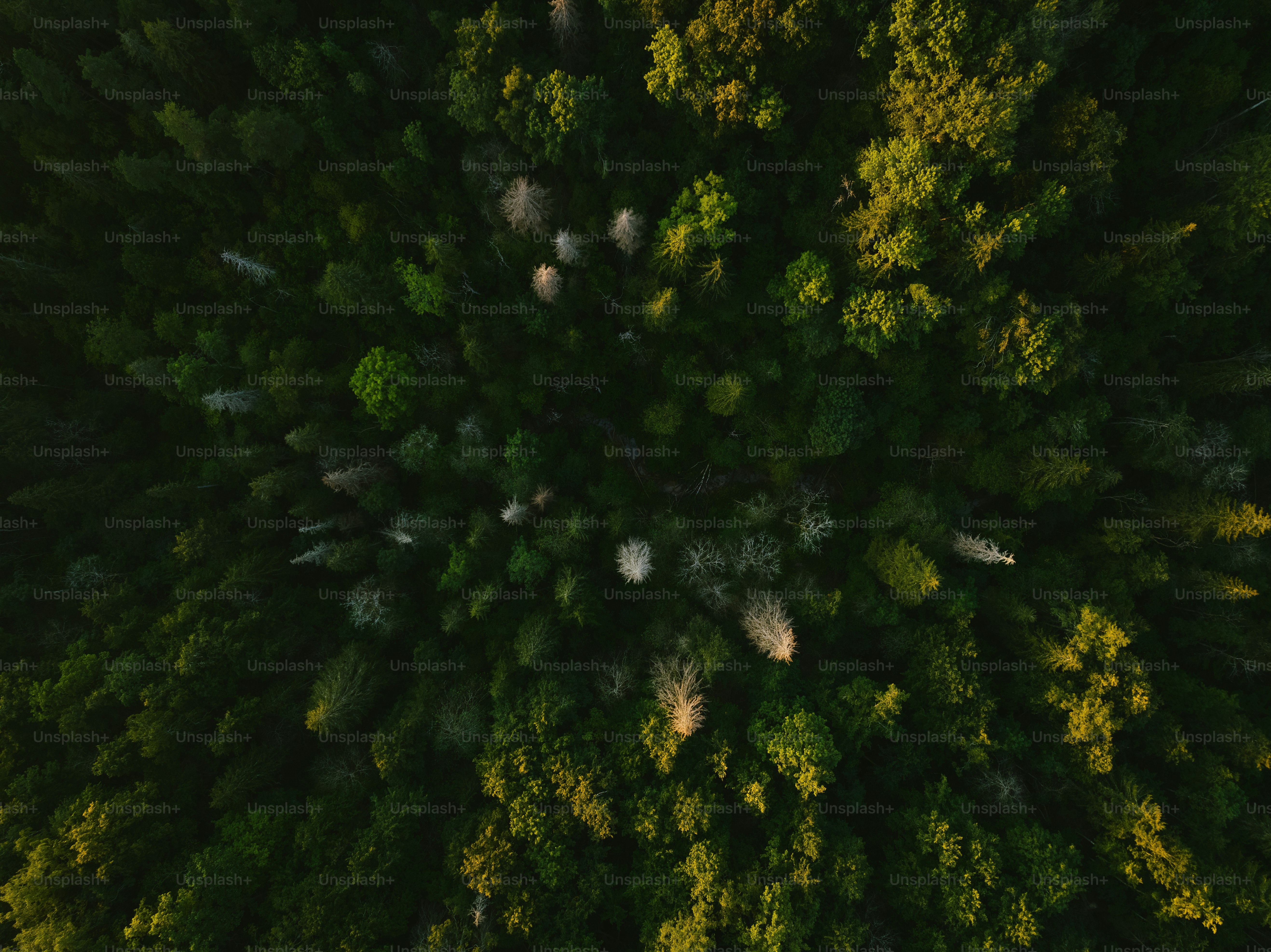 An aerial view of a forest with lots of trees photo – Forest Image on ...