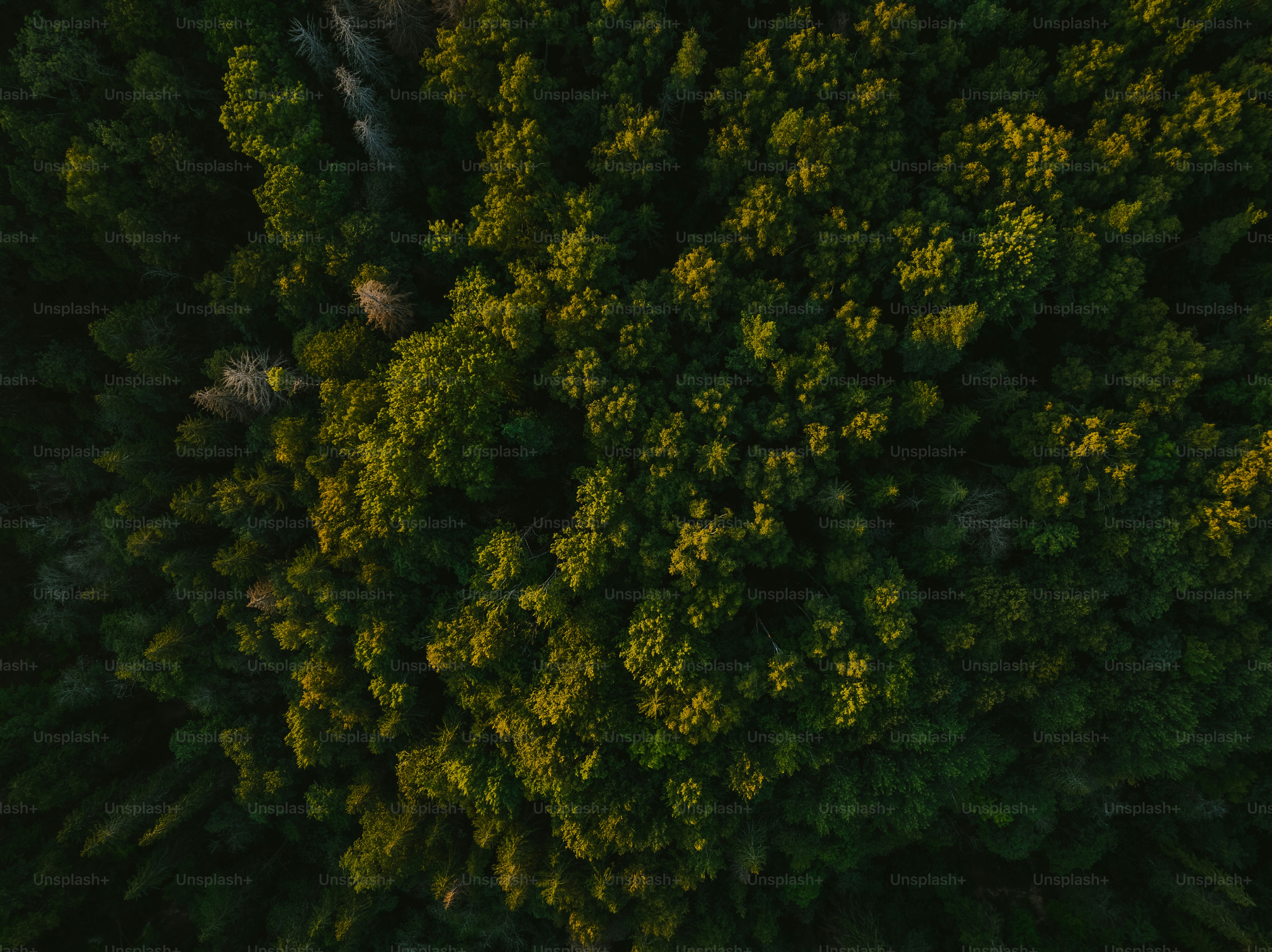 An aerial view of a forest with lots of trees photo – Wallpaper Image ...