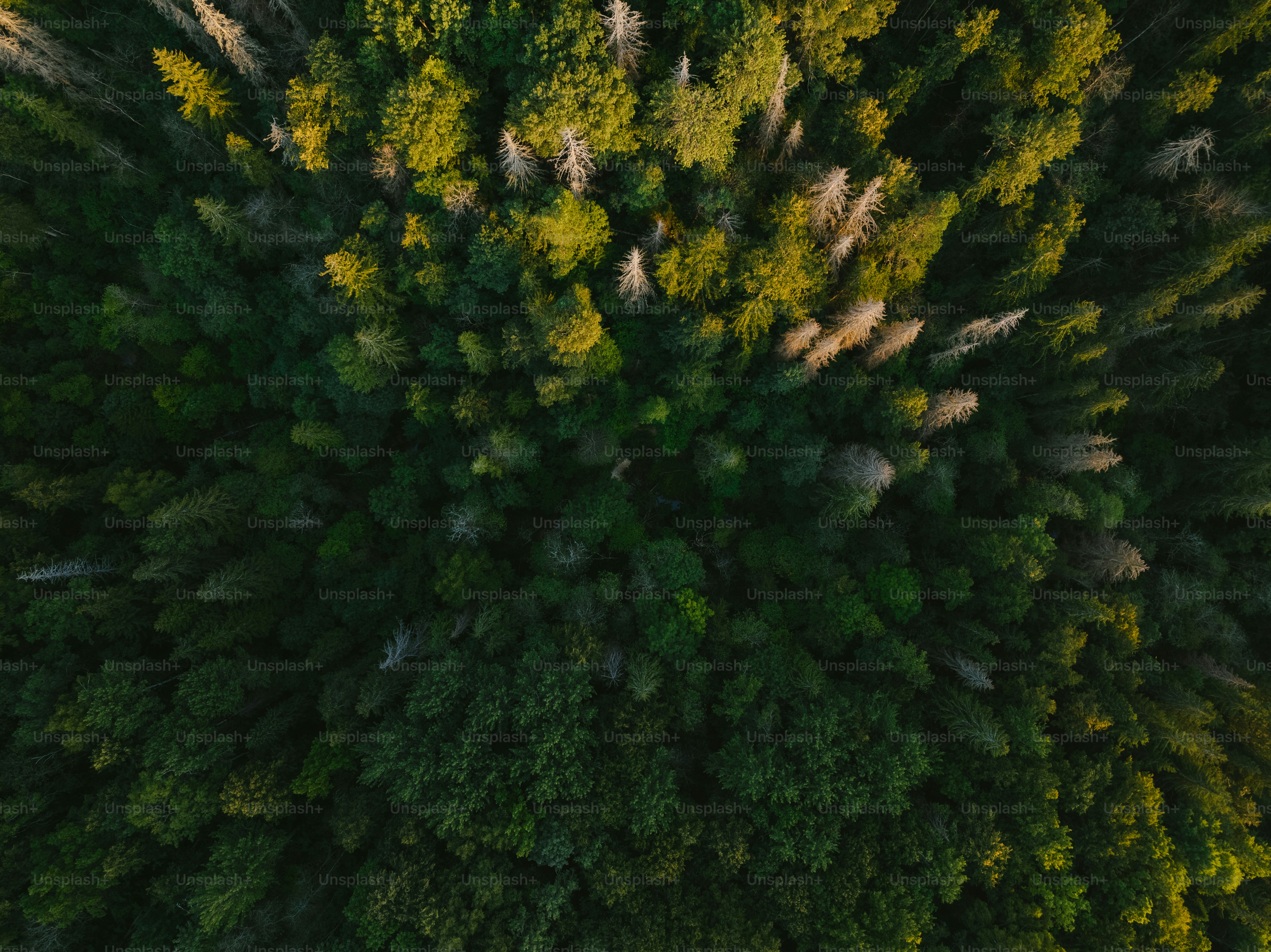 An aerial view of a forest with lots of trees photo – Forest Image on ...