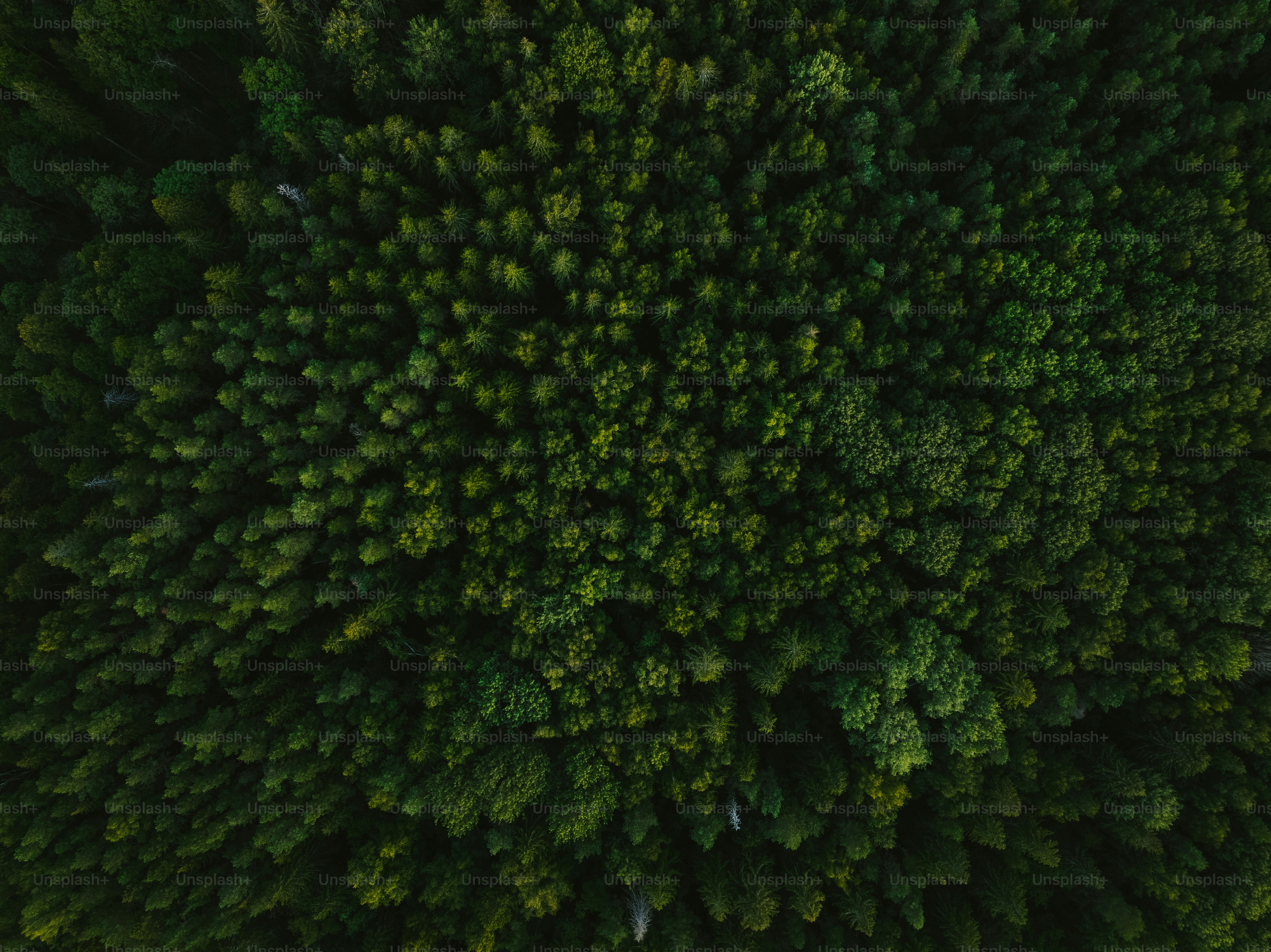 An aerial view of a forest with lots of trees photo – Forest Image on ...