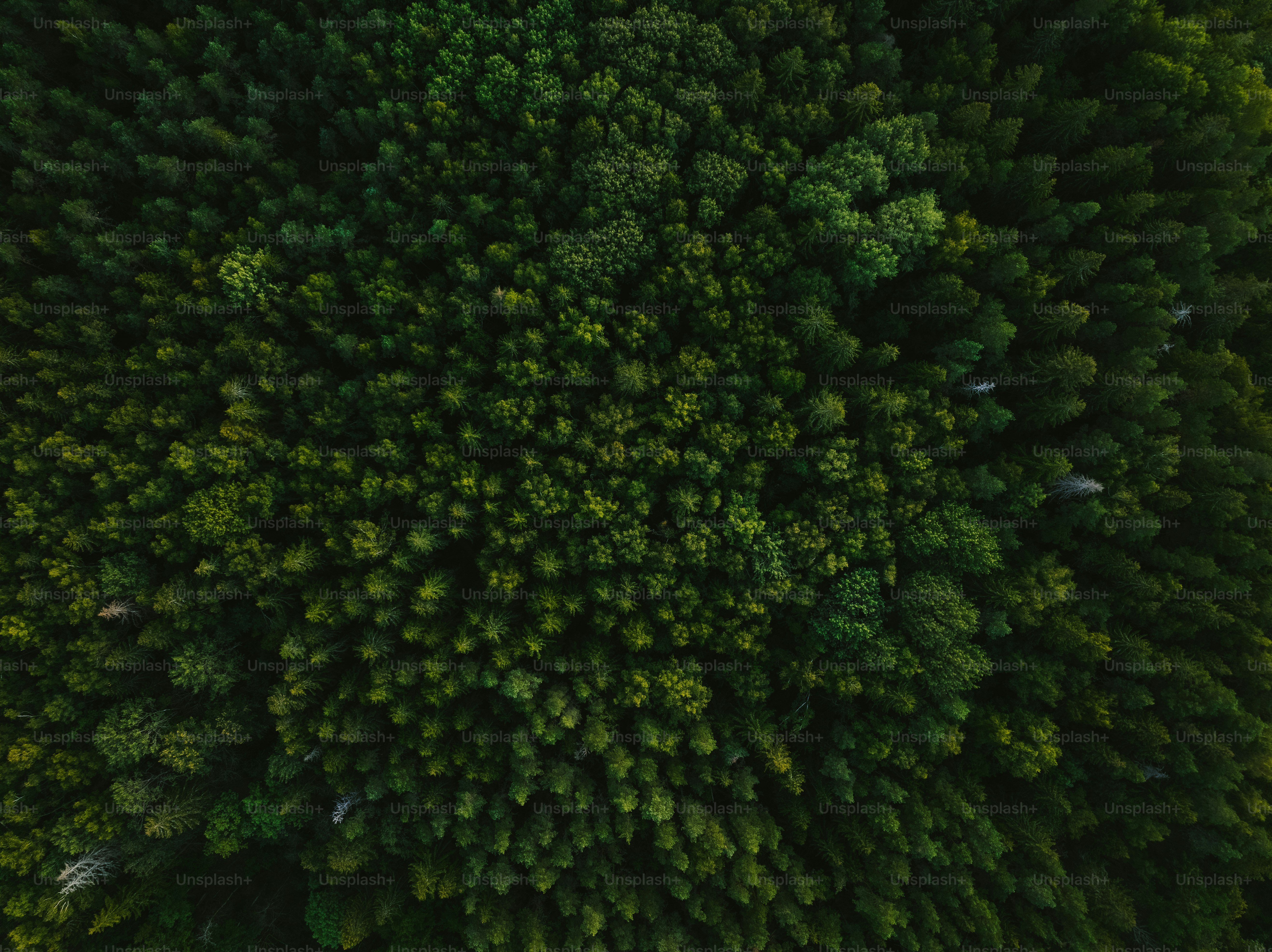 An aerial view of a green forest with lots of trees photo – Wallpapera ...
